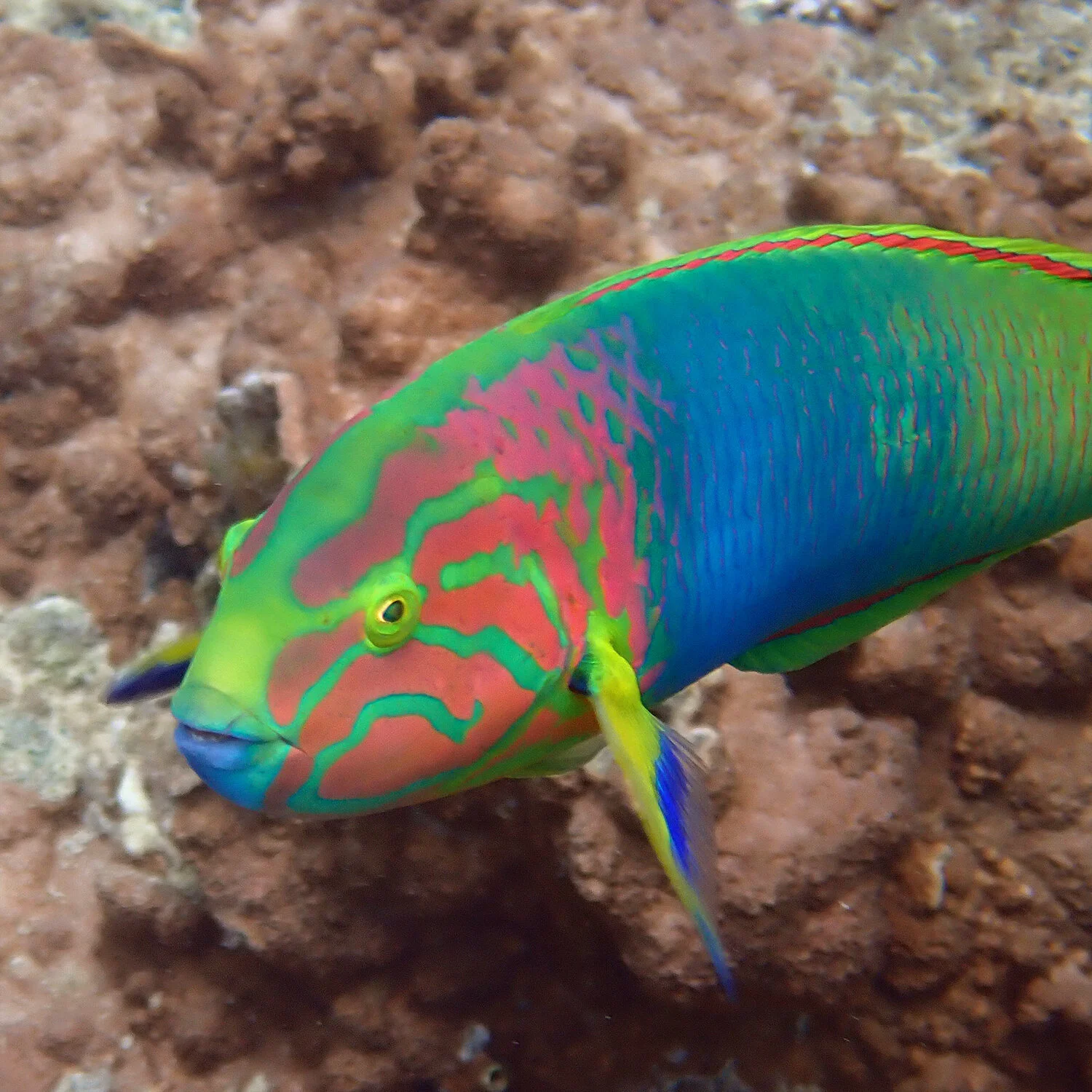 Norfolk Island's Reef