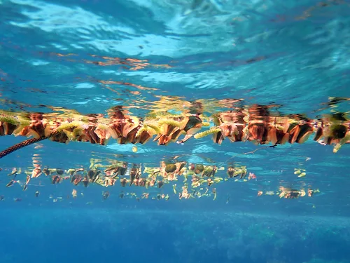 Norfolk Island's Reef