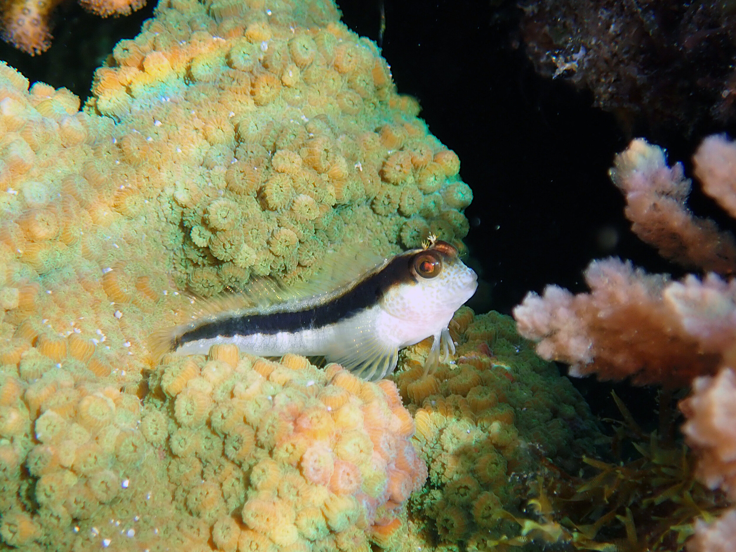 The Norfolk Island Blenny — Norfolk Island's Reef