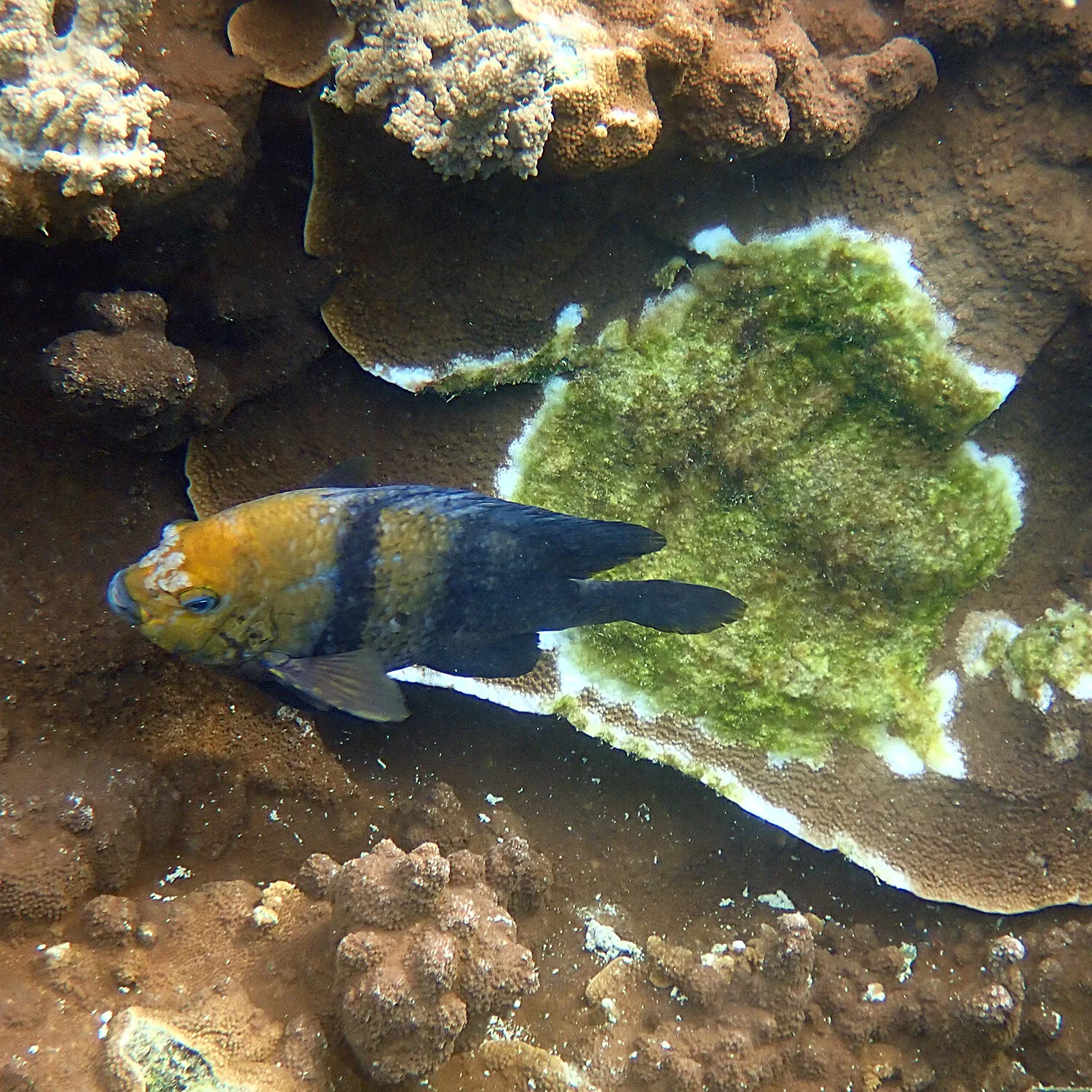 Bounty Day brings some biting winds! — Norfolk Island's Reef