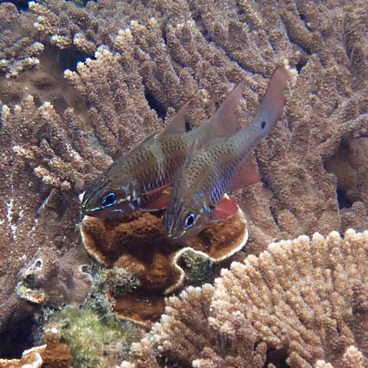 The smiling notch-head marblefish — Norfolk Island's Reef