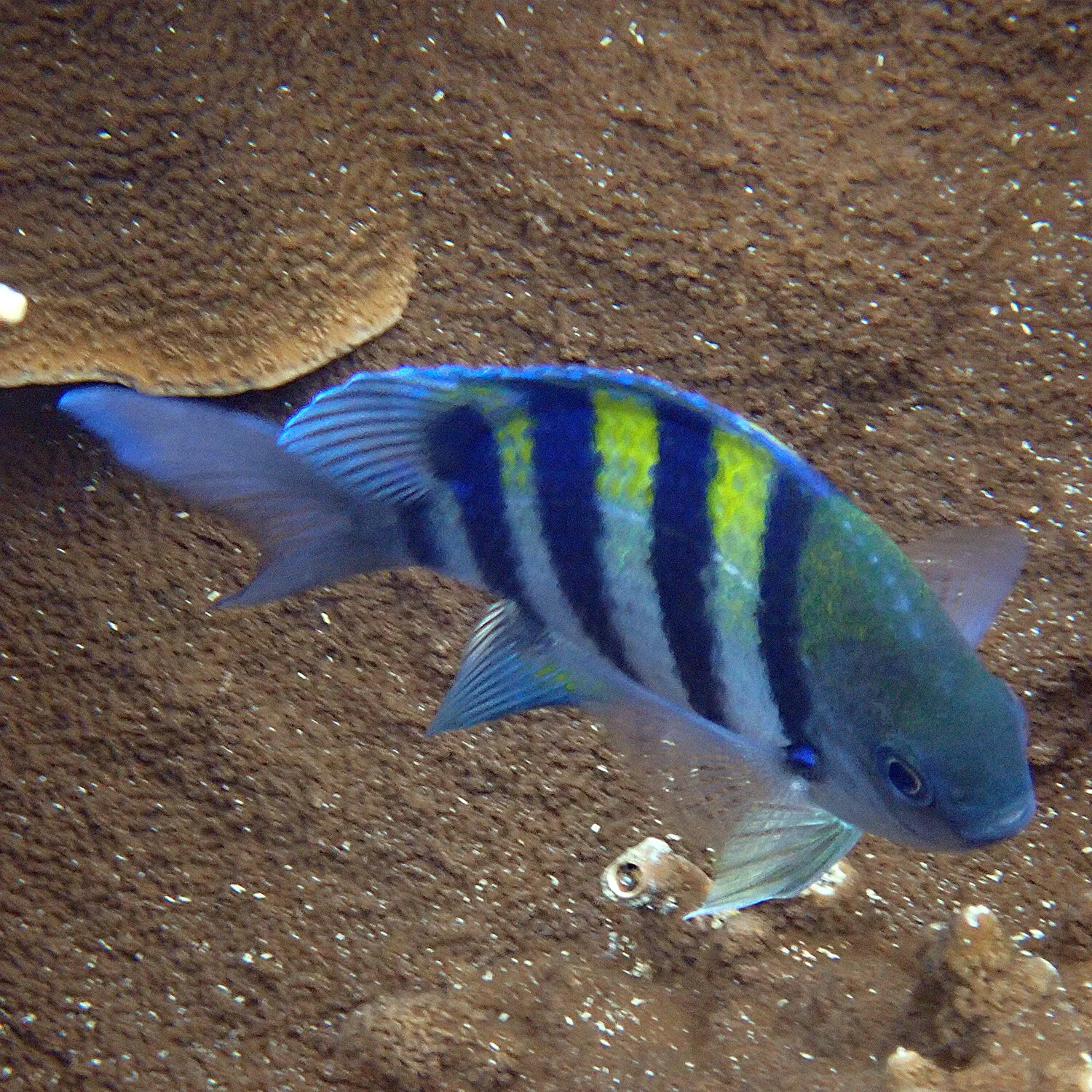 The smiling notch-head marblefish — Norfolk Island's Reef