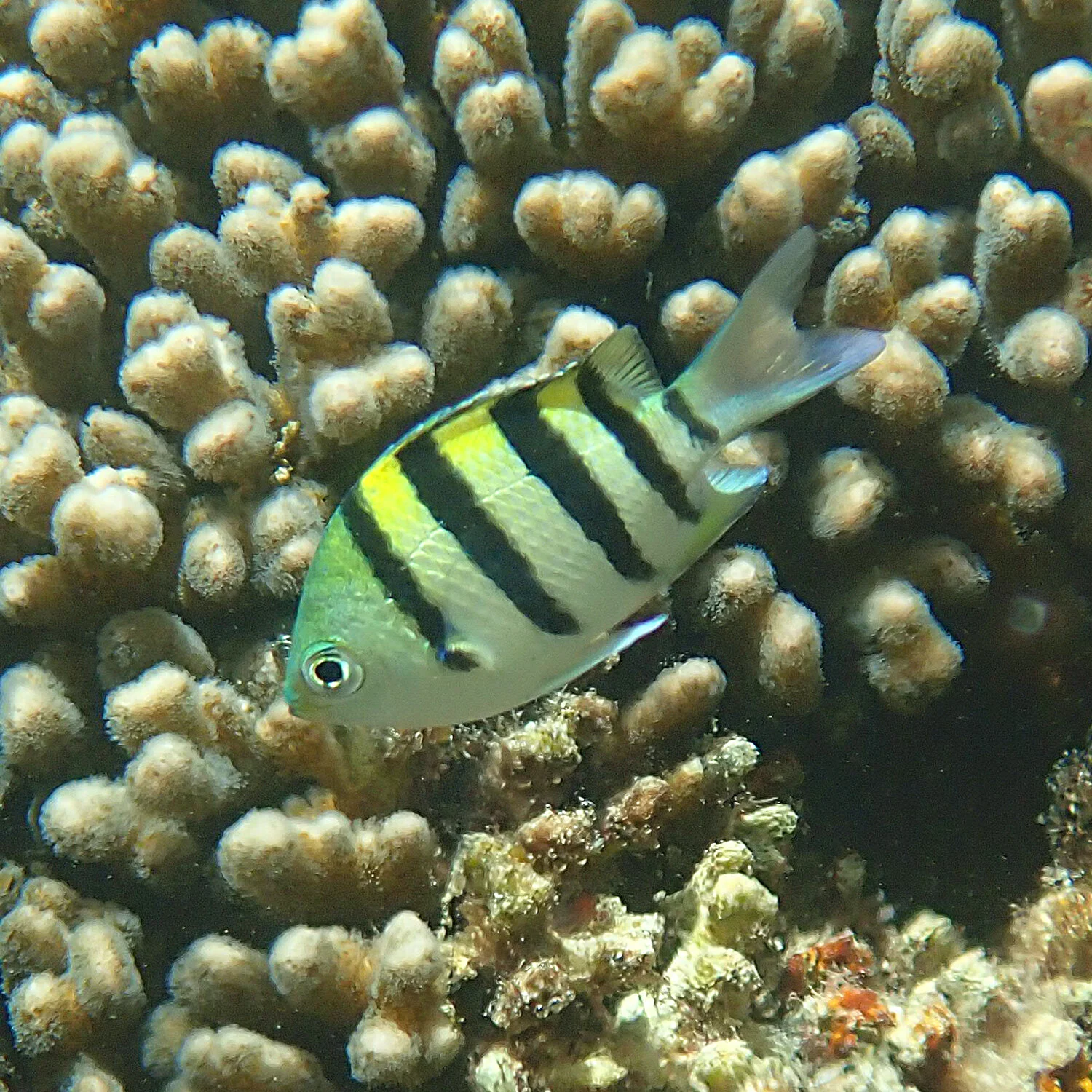 The smiling notch-head marblefish — Norfolk Island's Reef