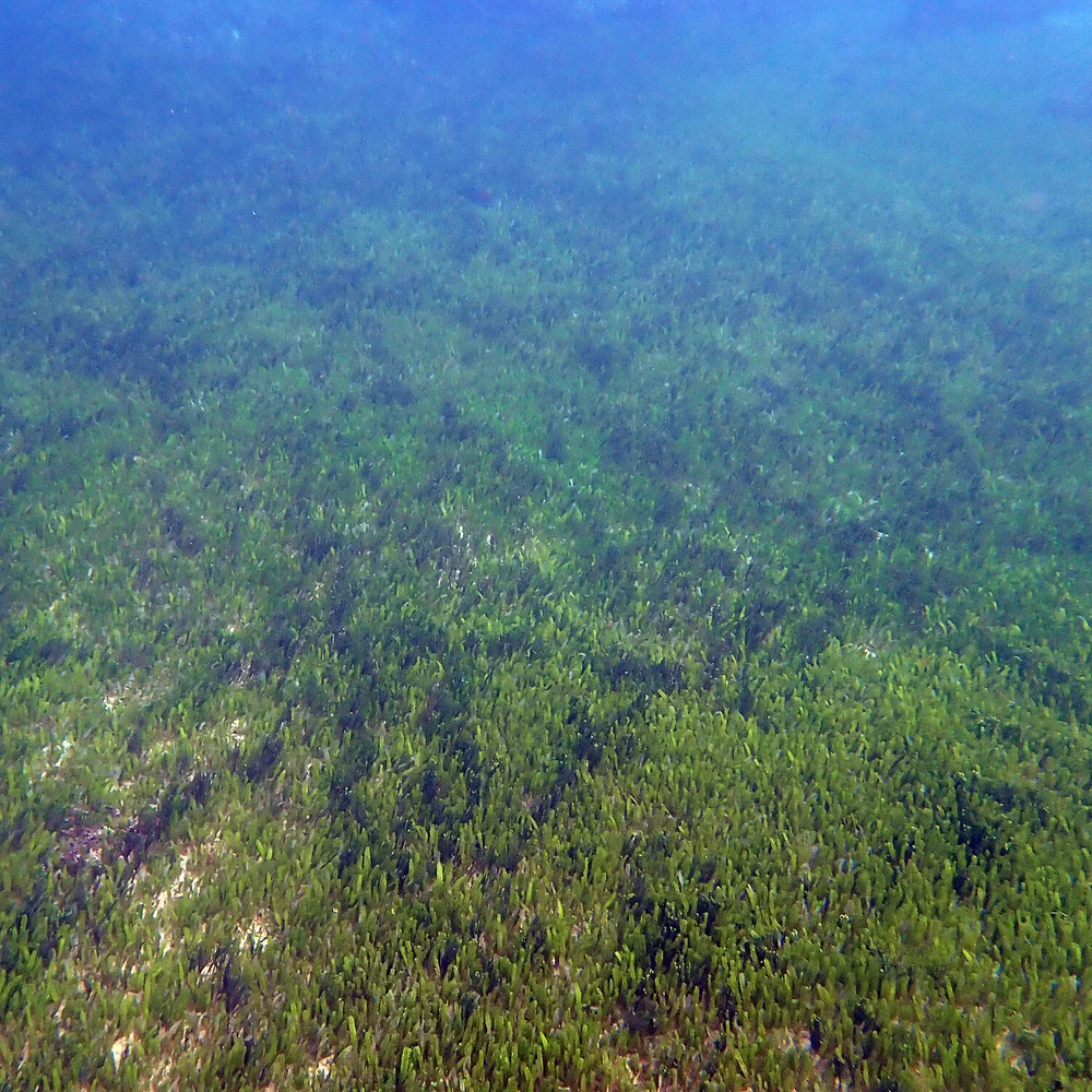 The smiling notch-head marblefish — Norfolk Island's Reef