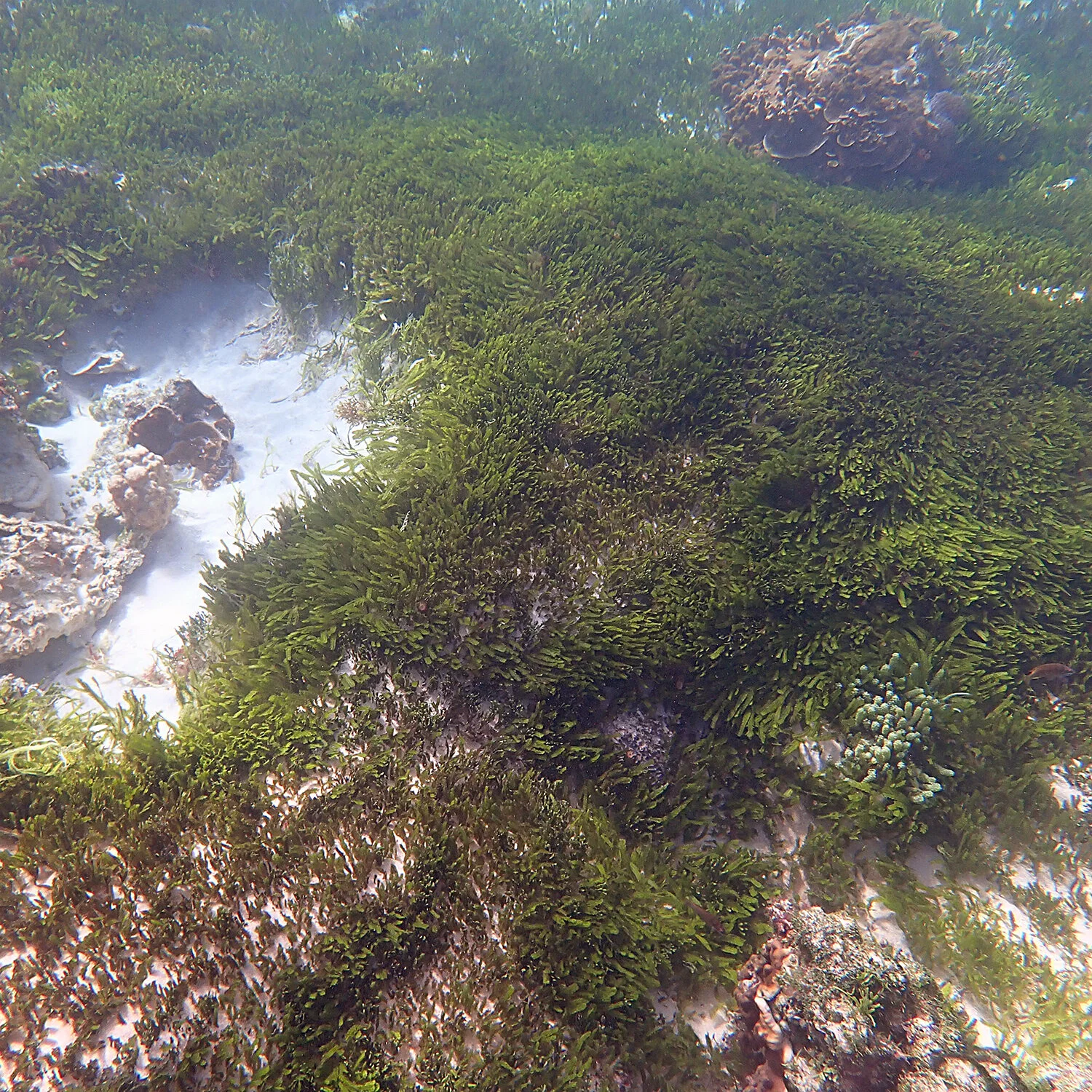 The smiling notch-head marblefish — Norfolk Island's Reef