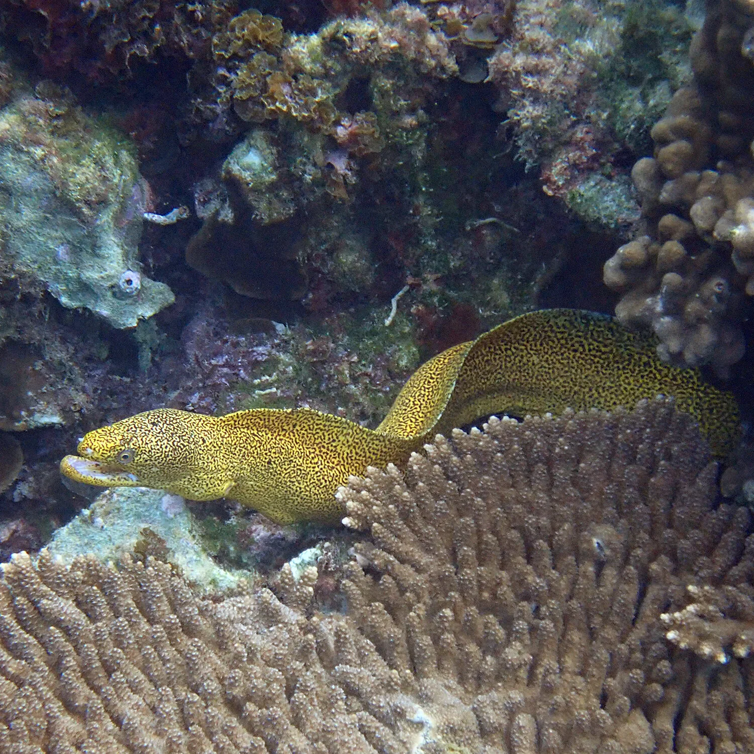 Norfolk Island's Eels