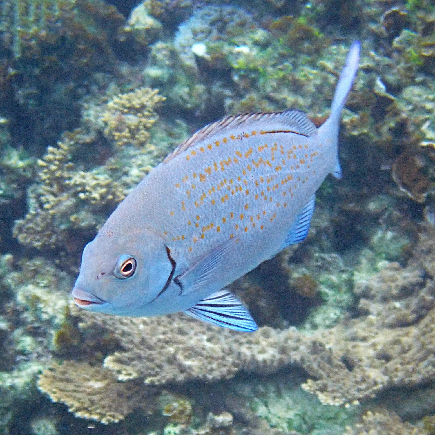 Norfolk Island's Reef Fish