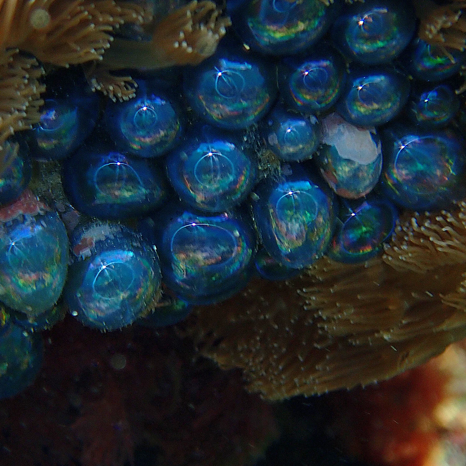 Dead sailor’s eyeballs or glitzy glamour bubbles! — Norfolk Island's Reef