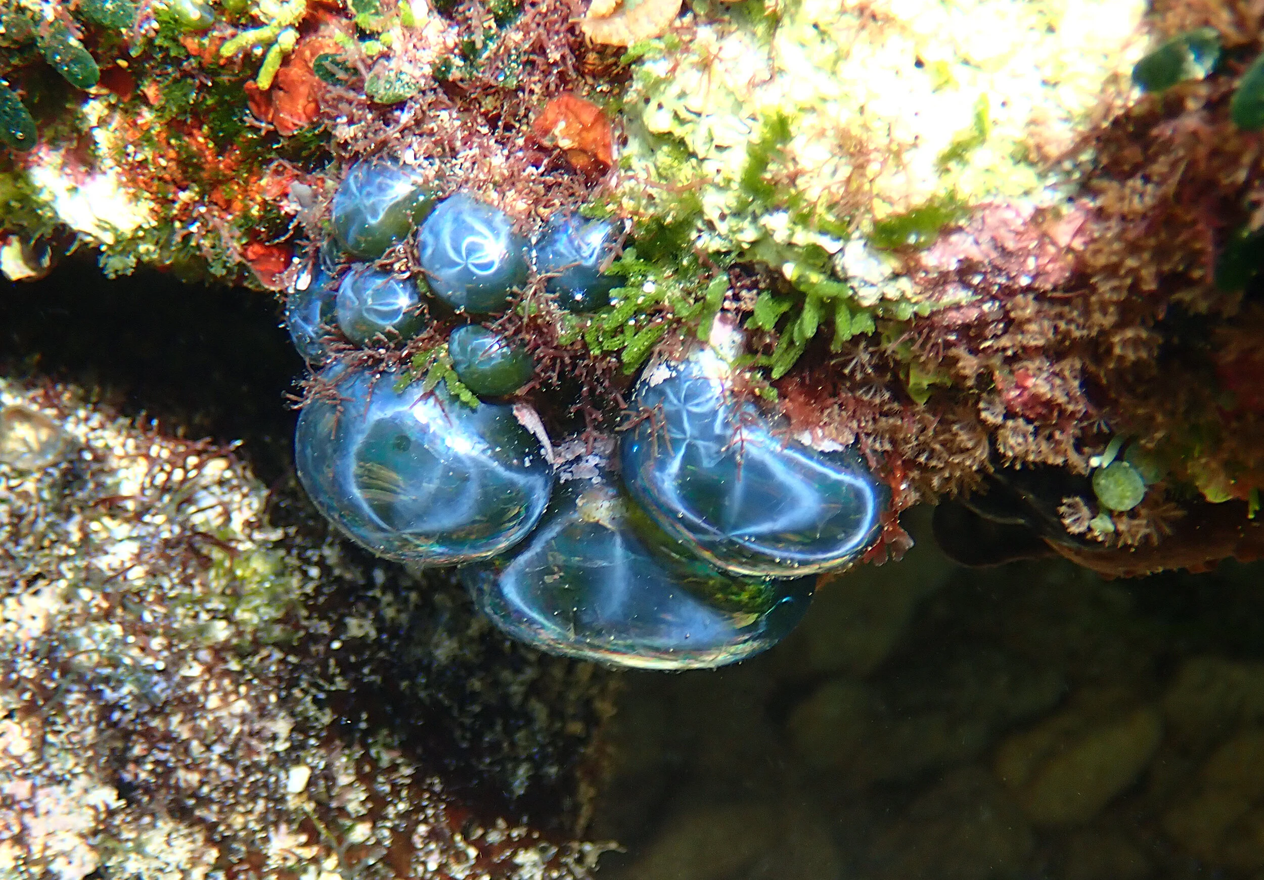 Dead sailor’s eyeballs or glitzy glamour bubbles! — Norfolk Island's Reef