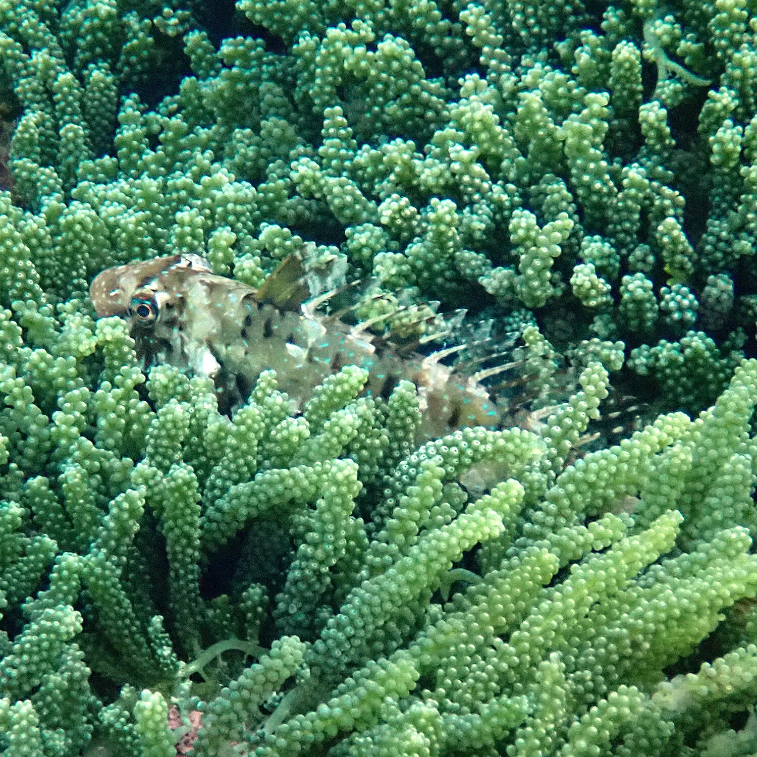 Old friends return — Norfolk Island's Reef