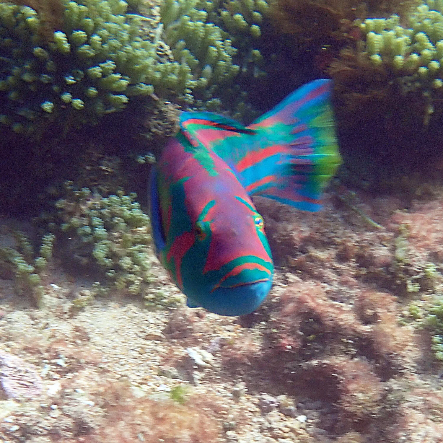 Here's looking at you! — Norfolk Island's Reef
