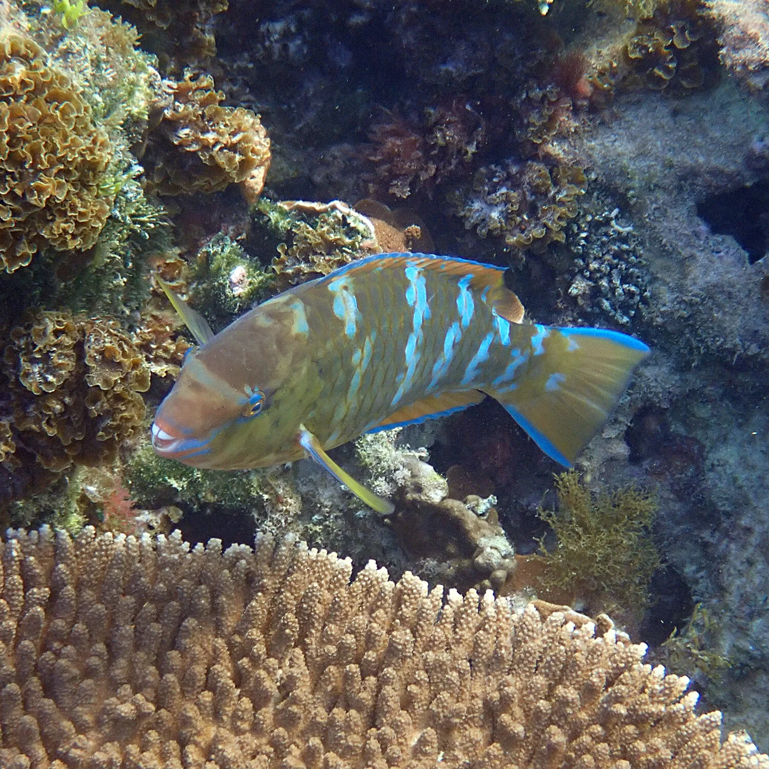 The Sand Poopers — Norfolk Island's Reef