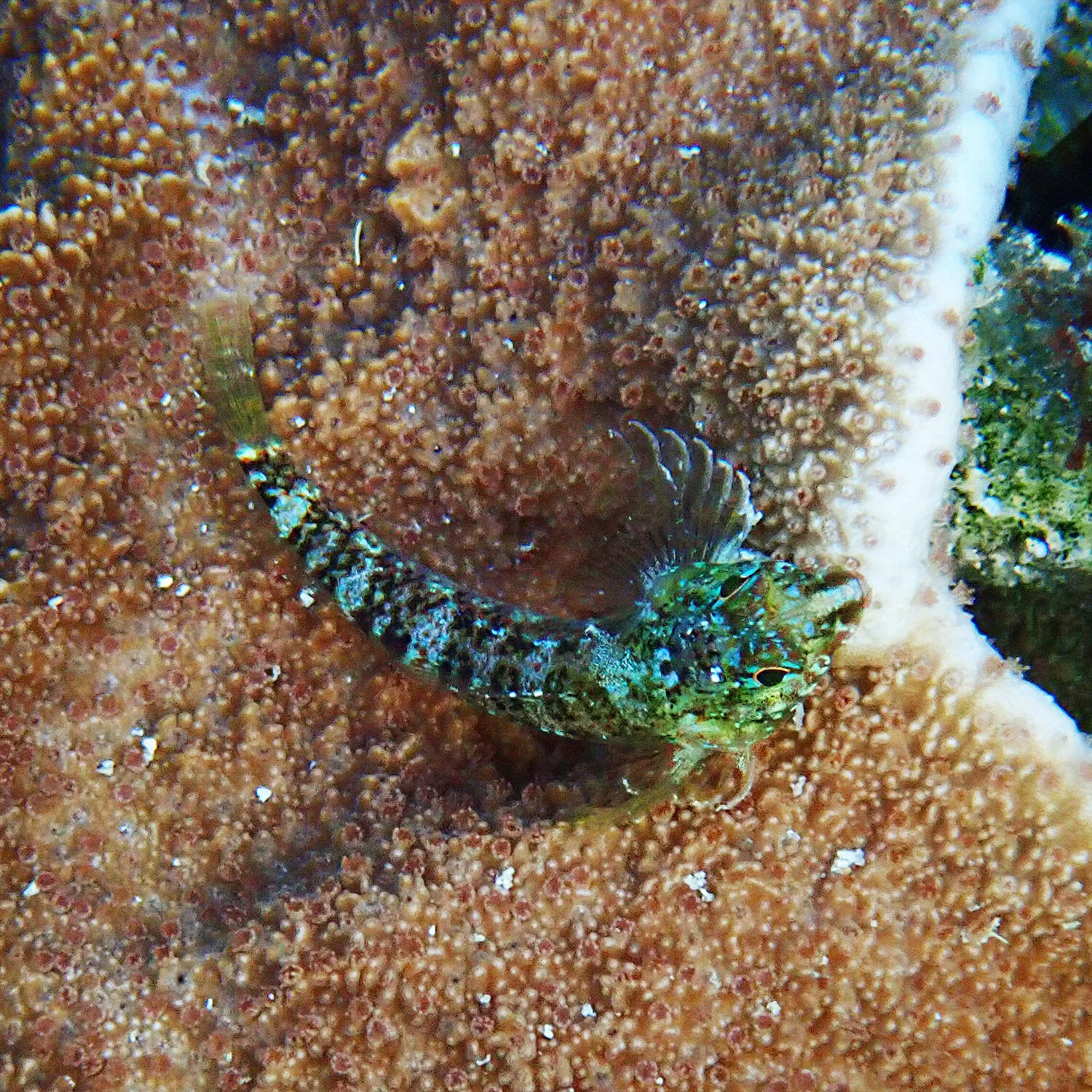 Norfolk Island's Reef Fish