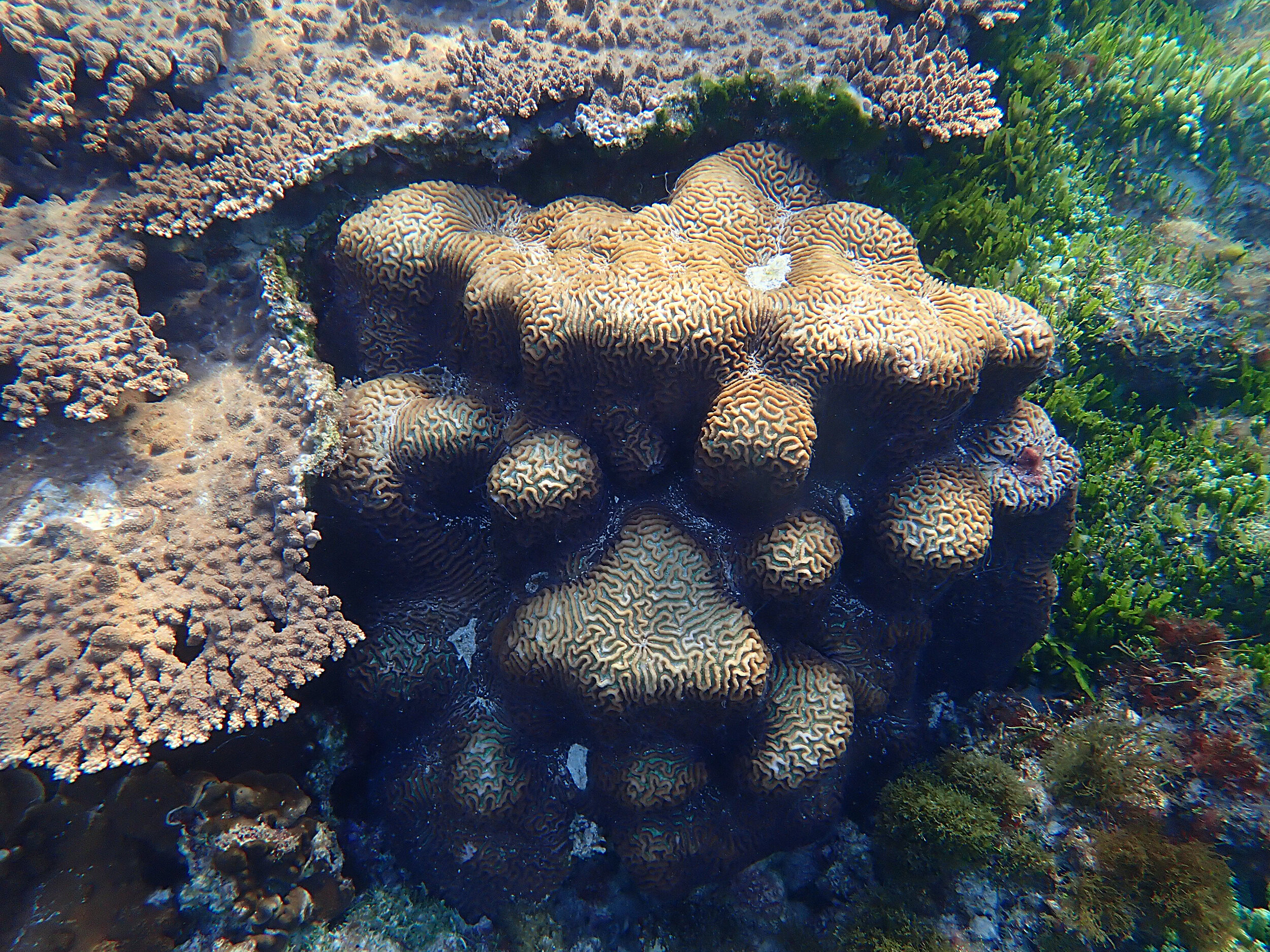 War of the coral worlds! — Norfolk Island's Reef