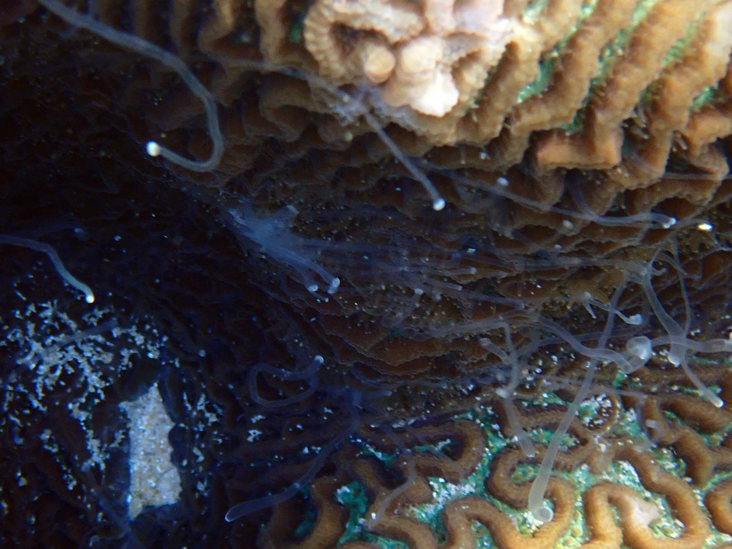 War of the coral worlds! — Norfolk Island's Reef