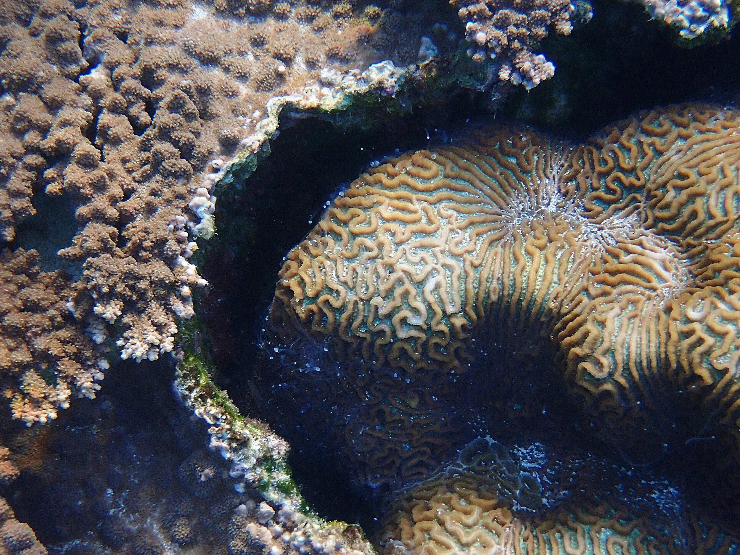 War of the coral worlds! — Norfolk Island's Reef