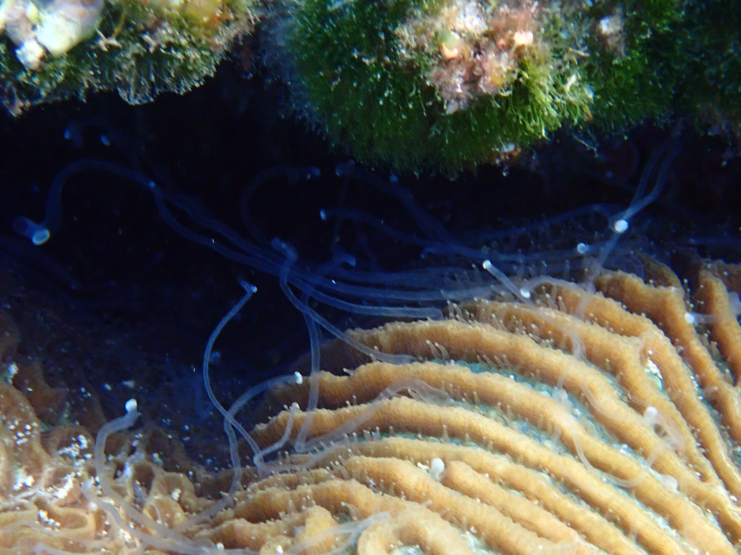 War of the coral worlds! — Norfolk Island's Reef