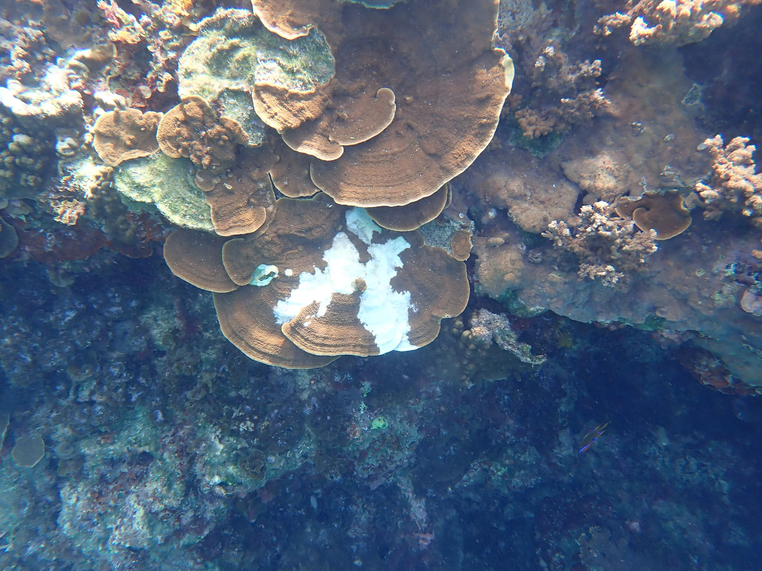 War of the coral worlds! — Norfolk Island's Reef