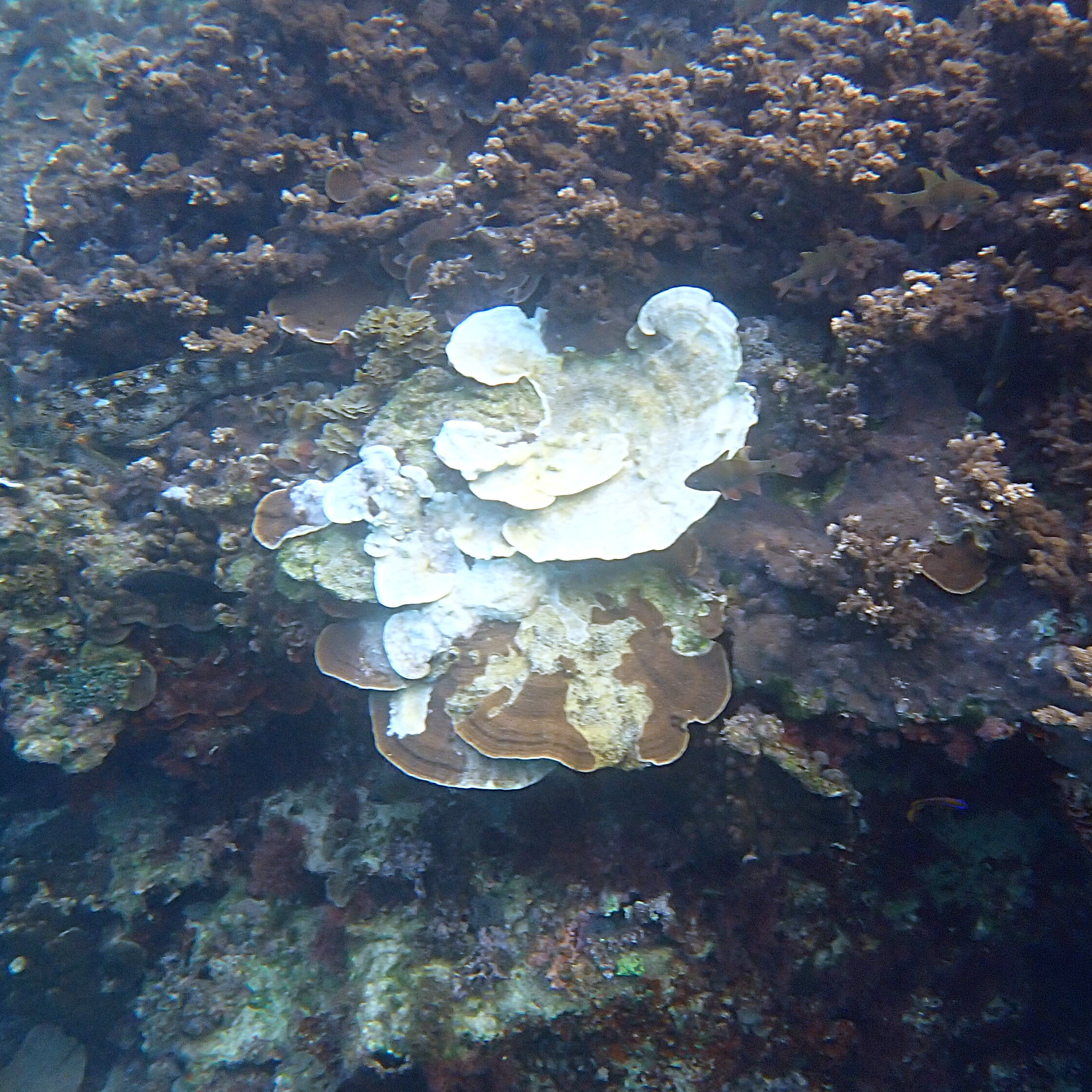 War of the coral worlds! — Norfolk Island's Reef