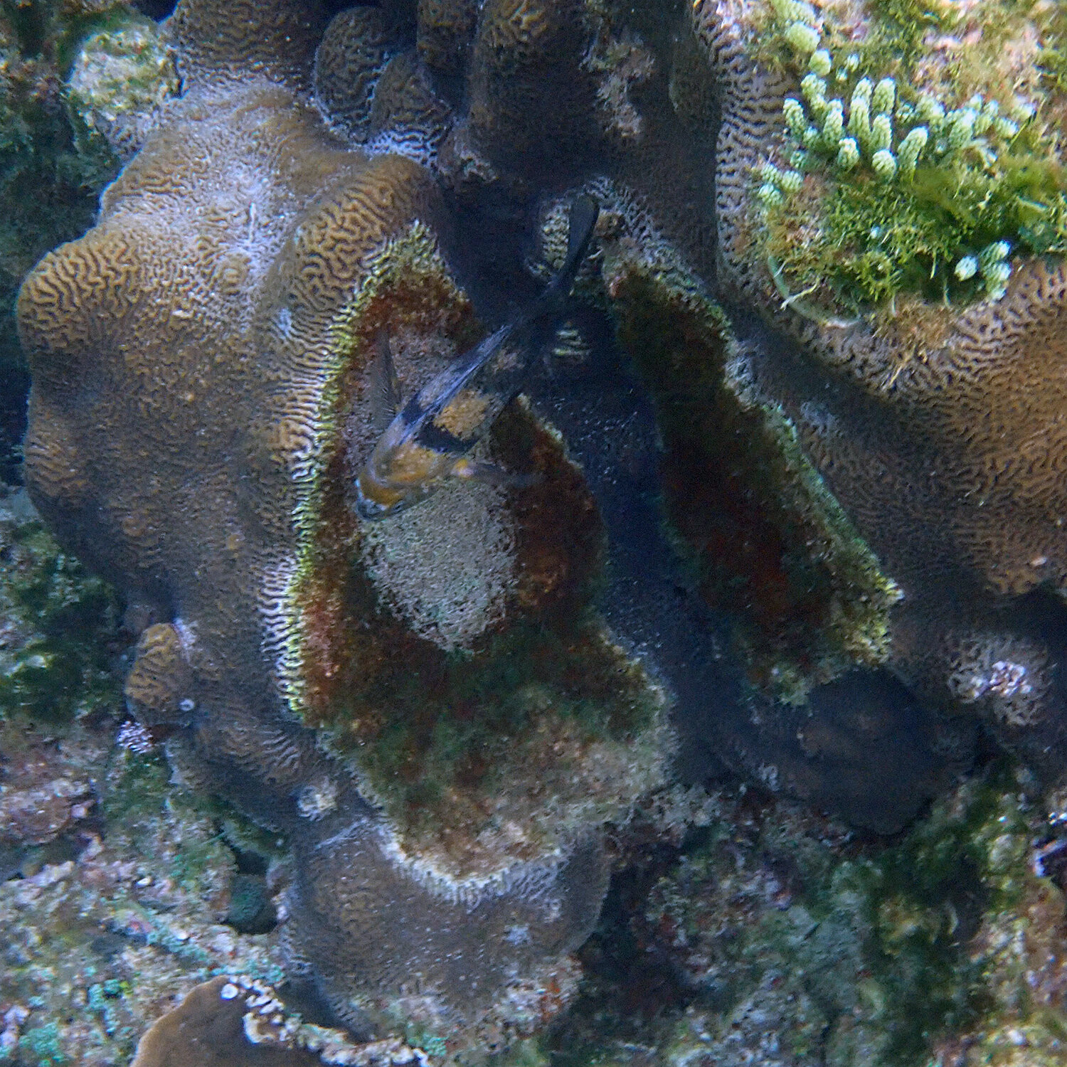 War of the coral worlds! — Norfolk Island's Reef