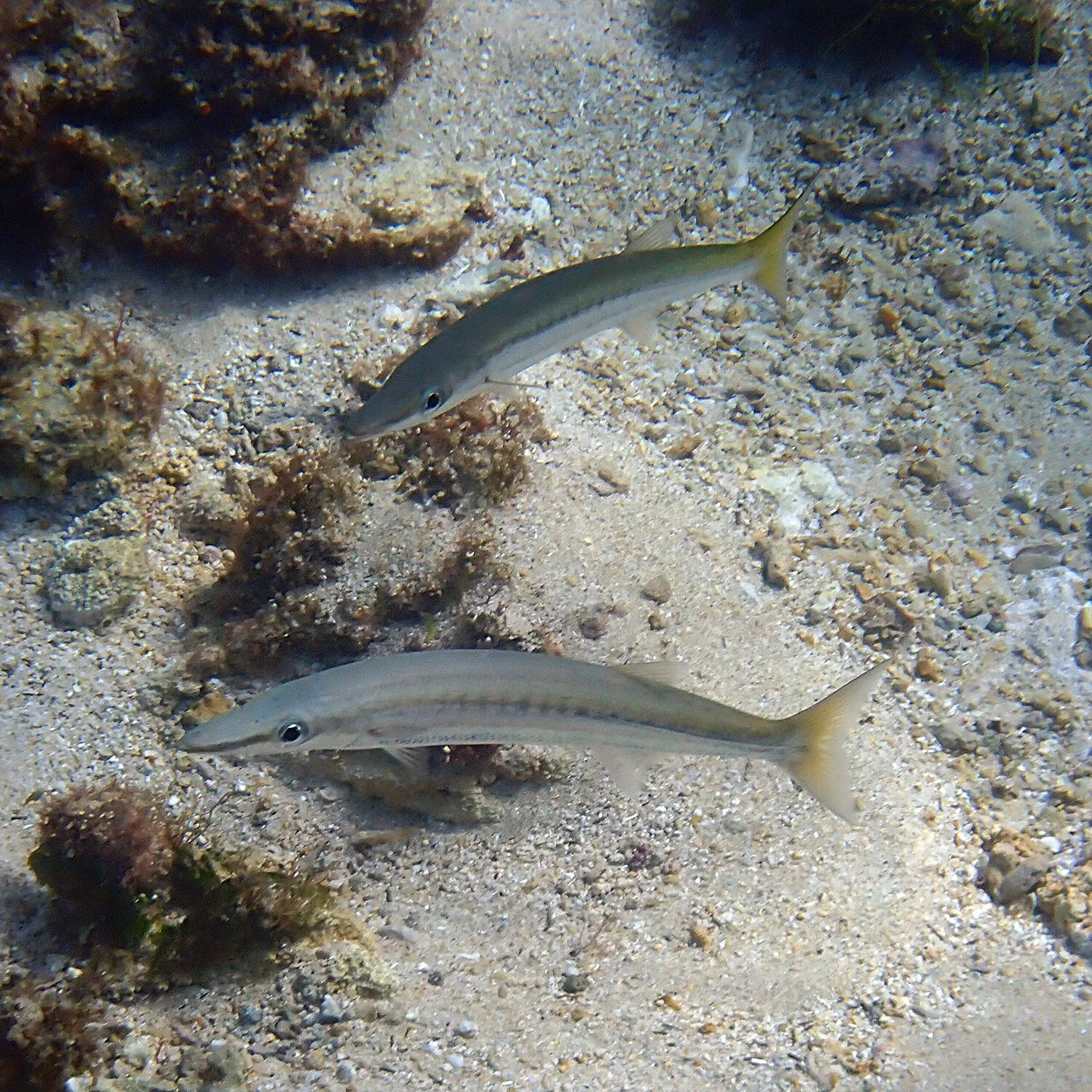 Norfolk Island's Reef Fish