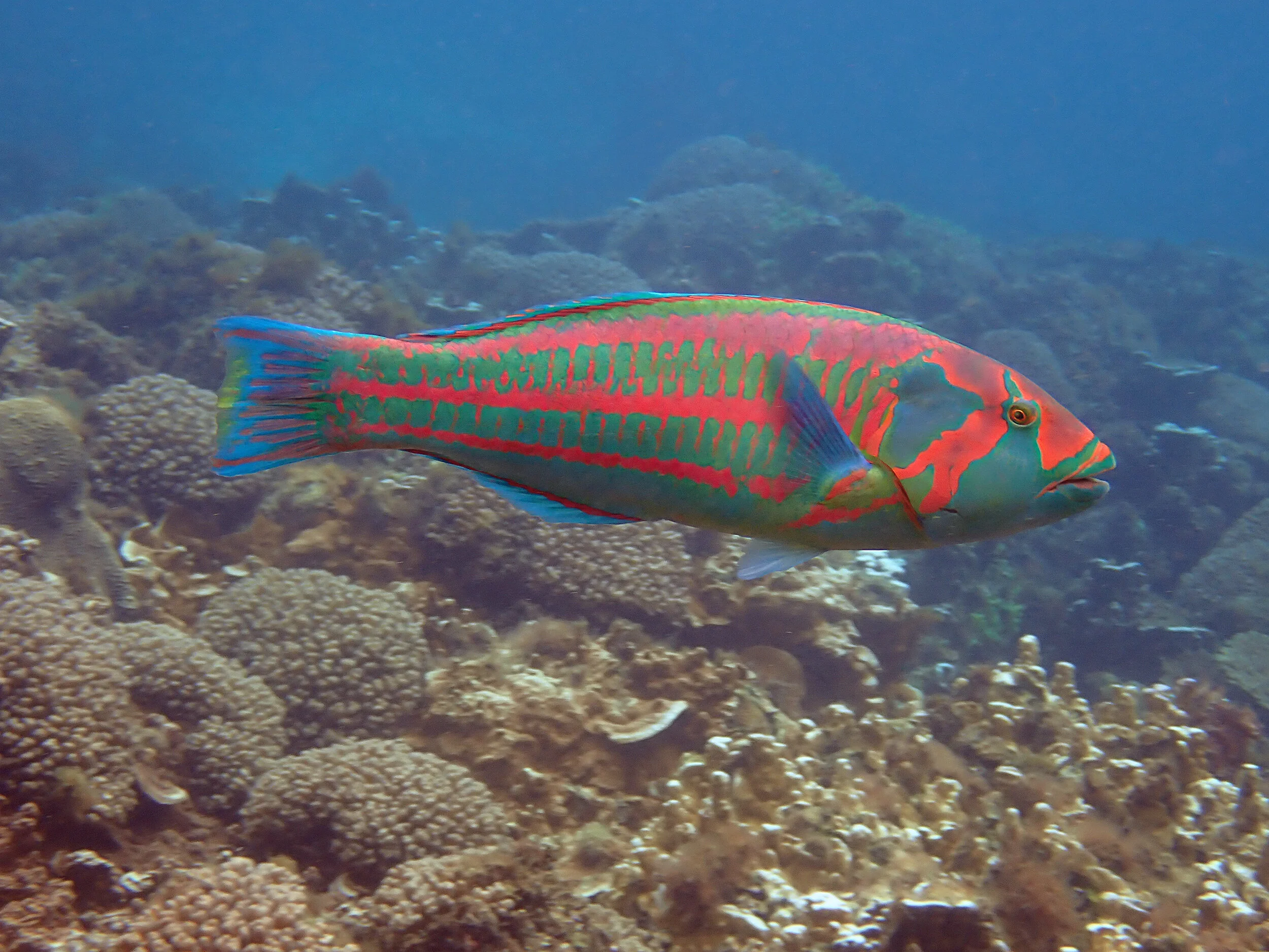 Playing the long game: Norfolk Island’s coral reef and lagoons ...