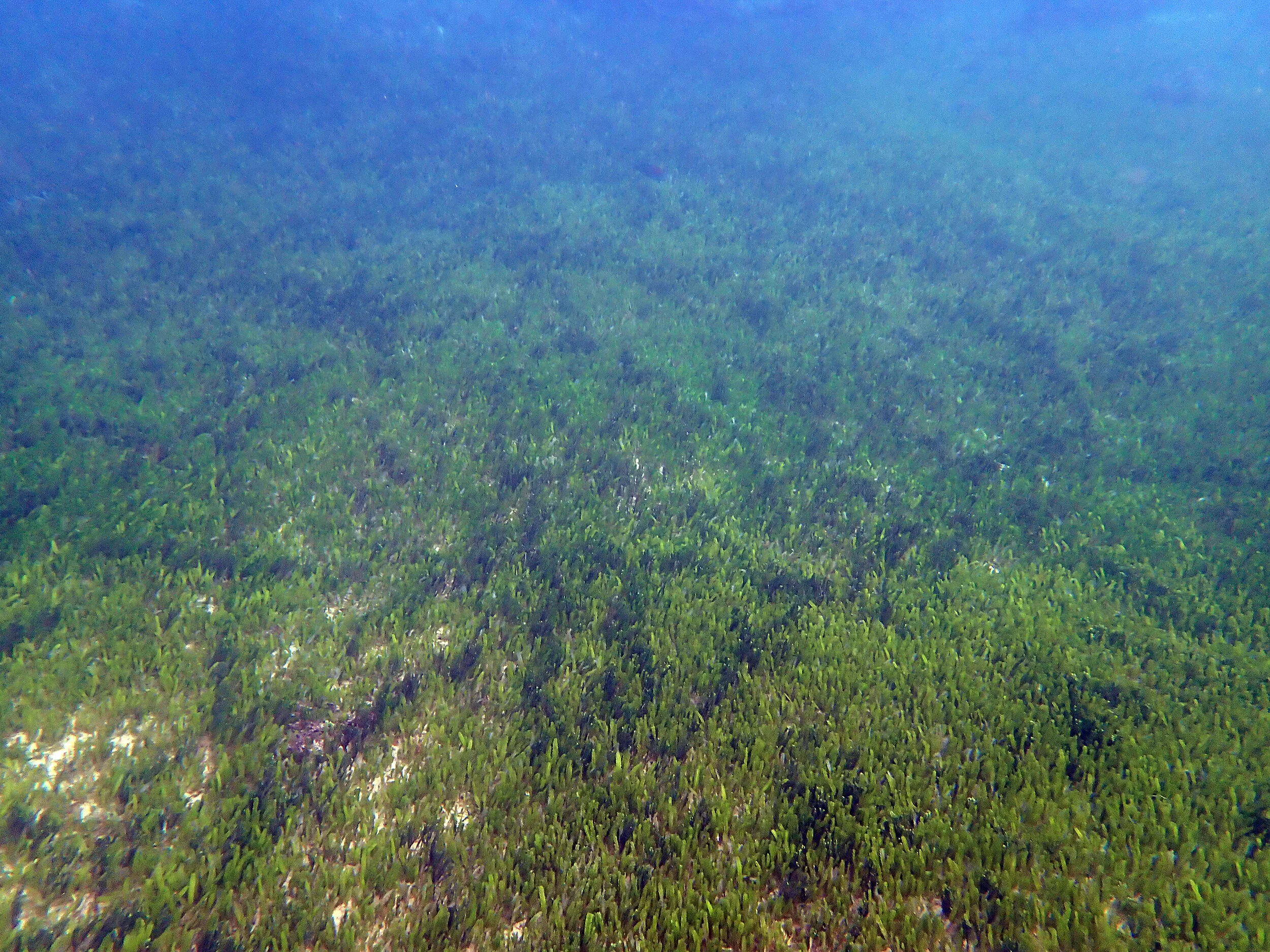 The state of play on Norfolk Island's reef — Norfolk Island's Reef