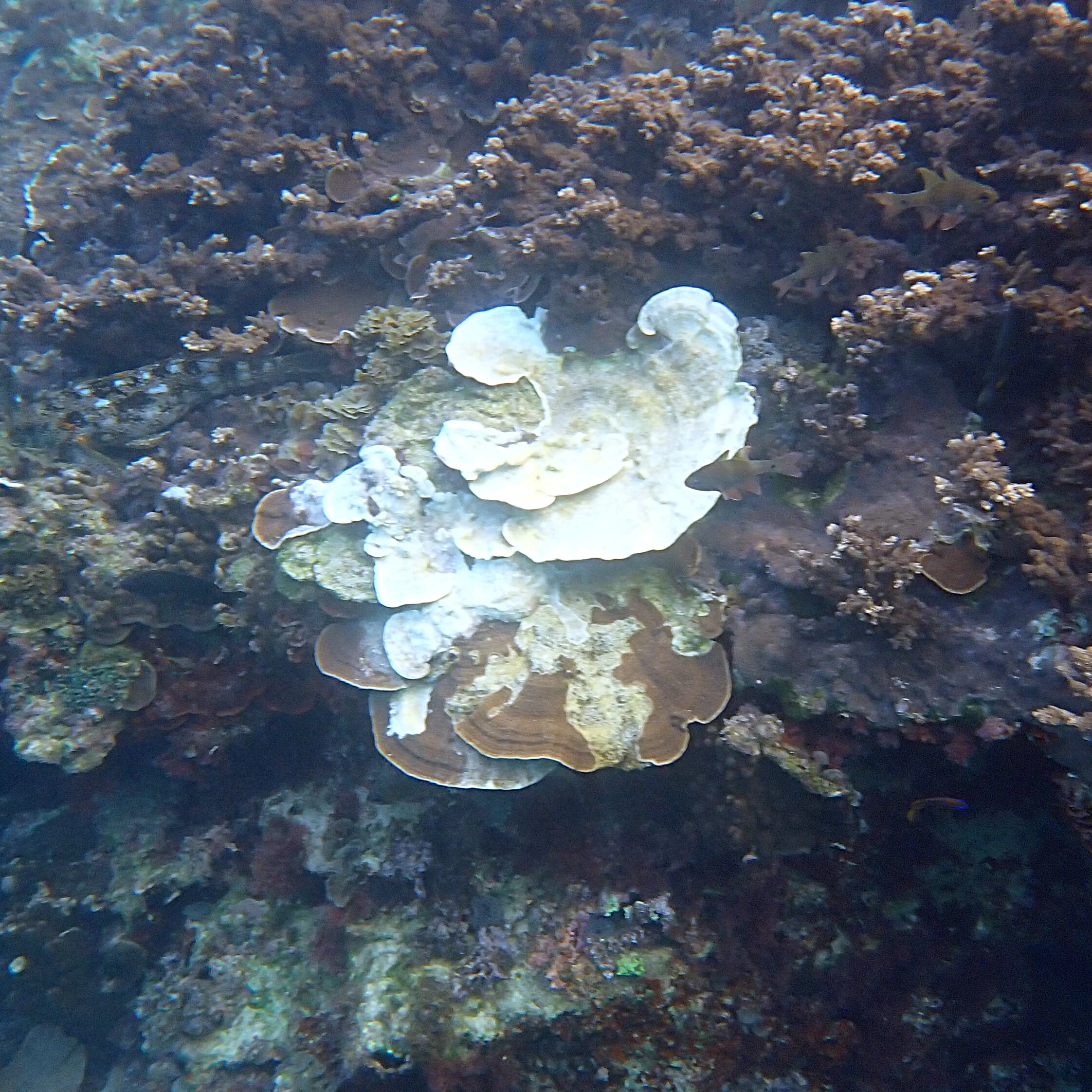 The state of play on Norfolk Island's reef — Norfolk Island's Reef