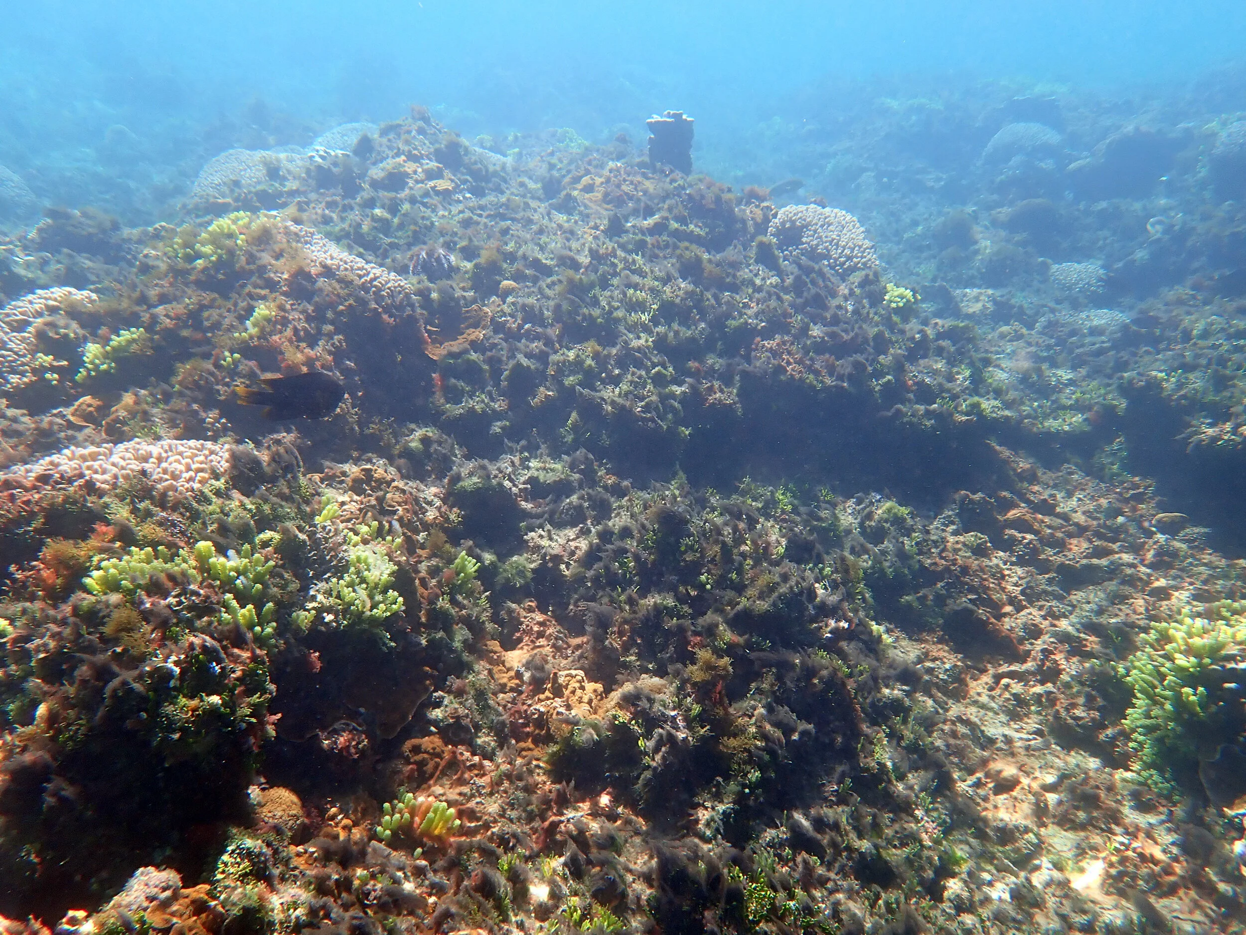 The state of play on Norfolk Island's reef — Norfolk Island's Reef
