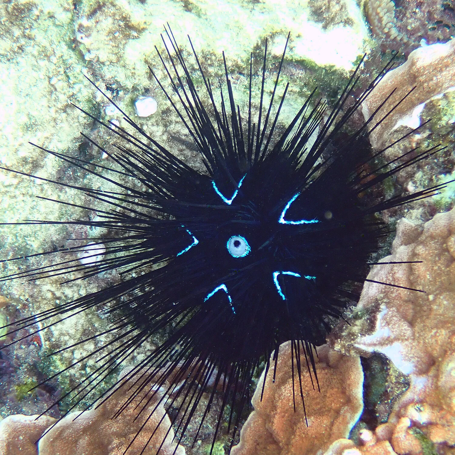 The importance of sea urchins — Norfolk Island's Reef