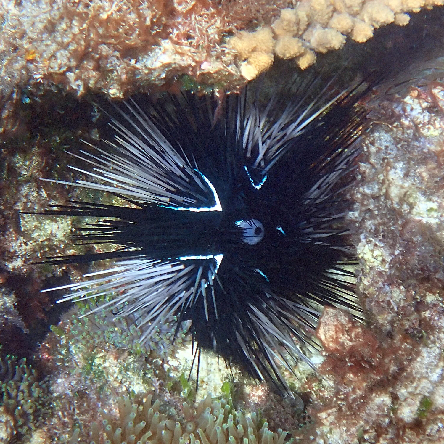 The importance of sea urchins — Norfolk Island's Reef