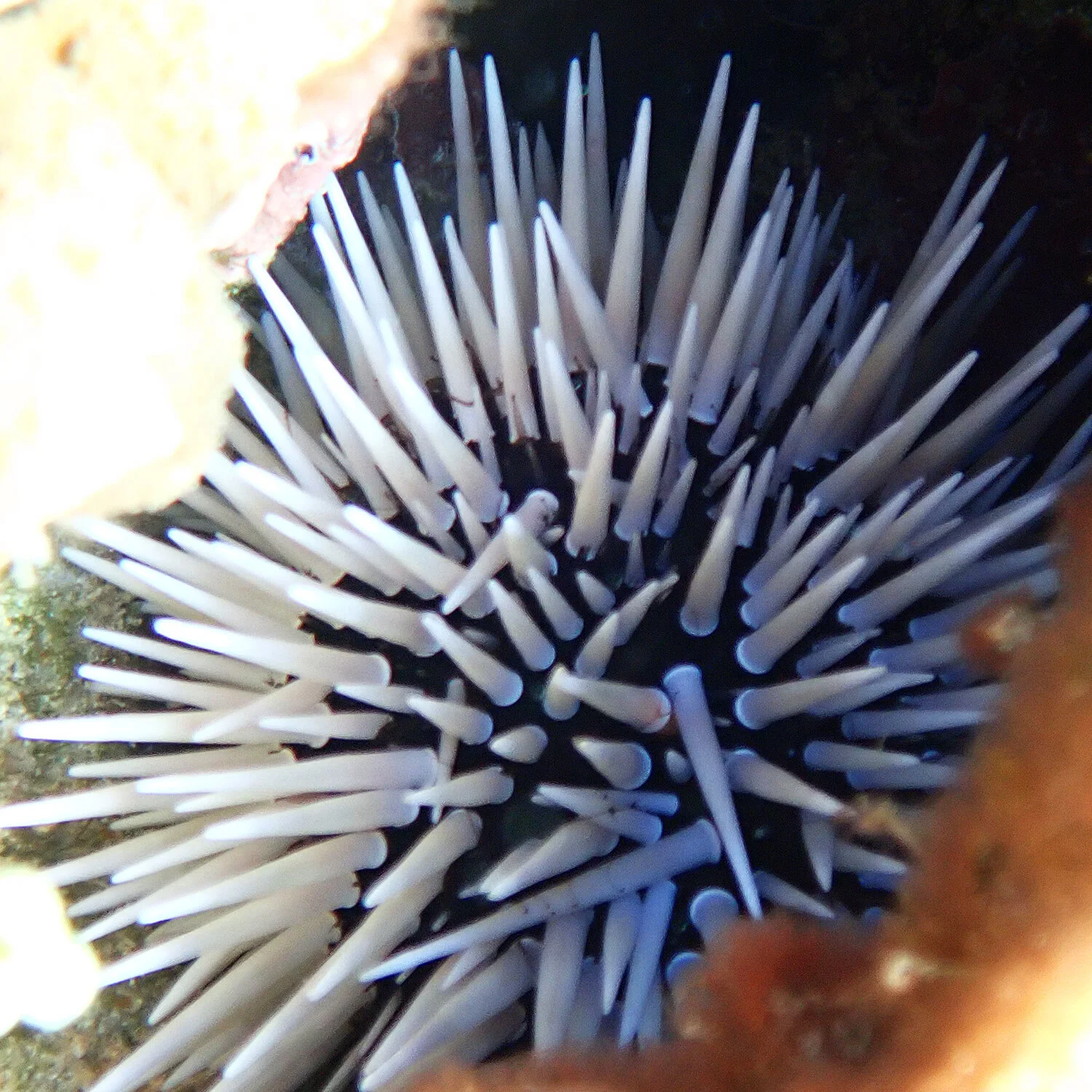 The importance of sea urchins — Norfolk Island's Reef
