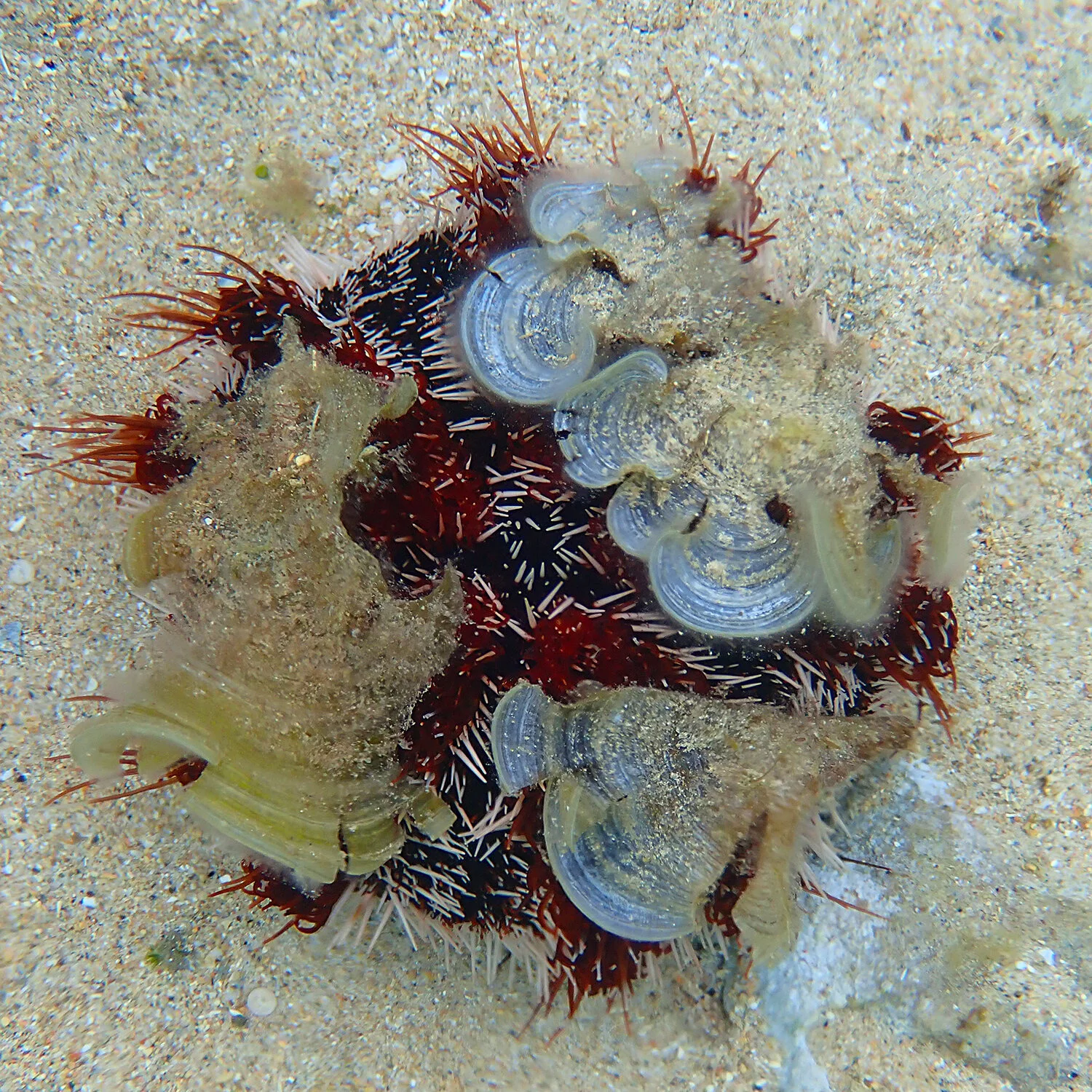 The importance of sea urchins — Norfolk Island's Reef