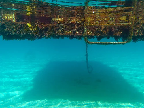 Norfolk Island's Reef