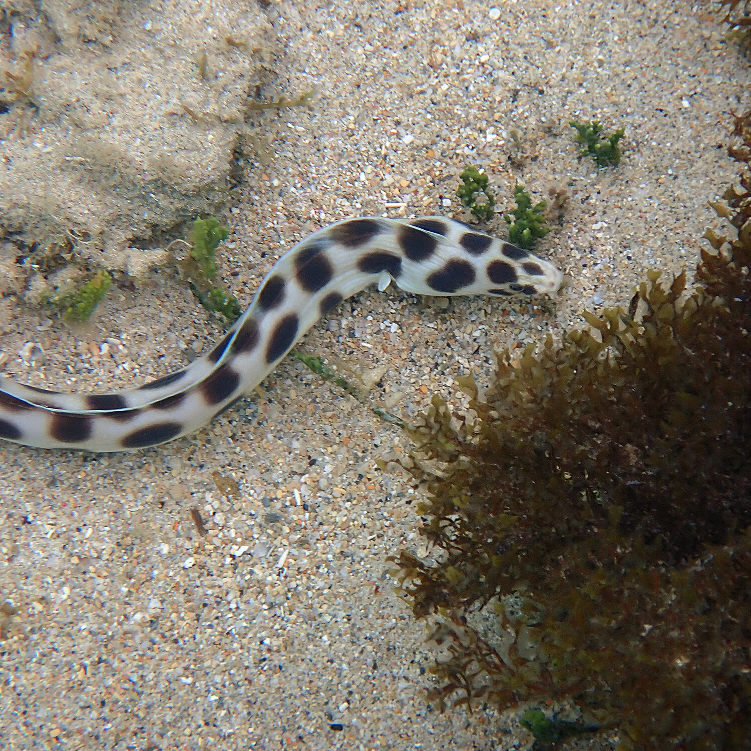 Banded, convict and spotted snake eels - know the difference — Norfolk ...