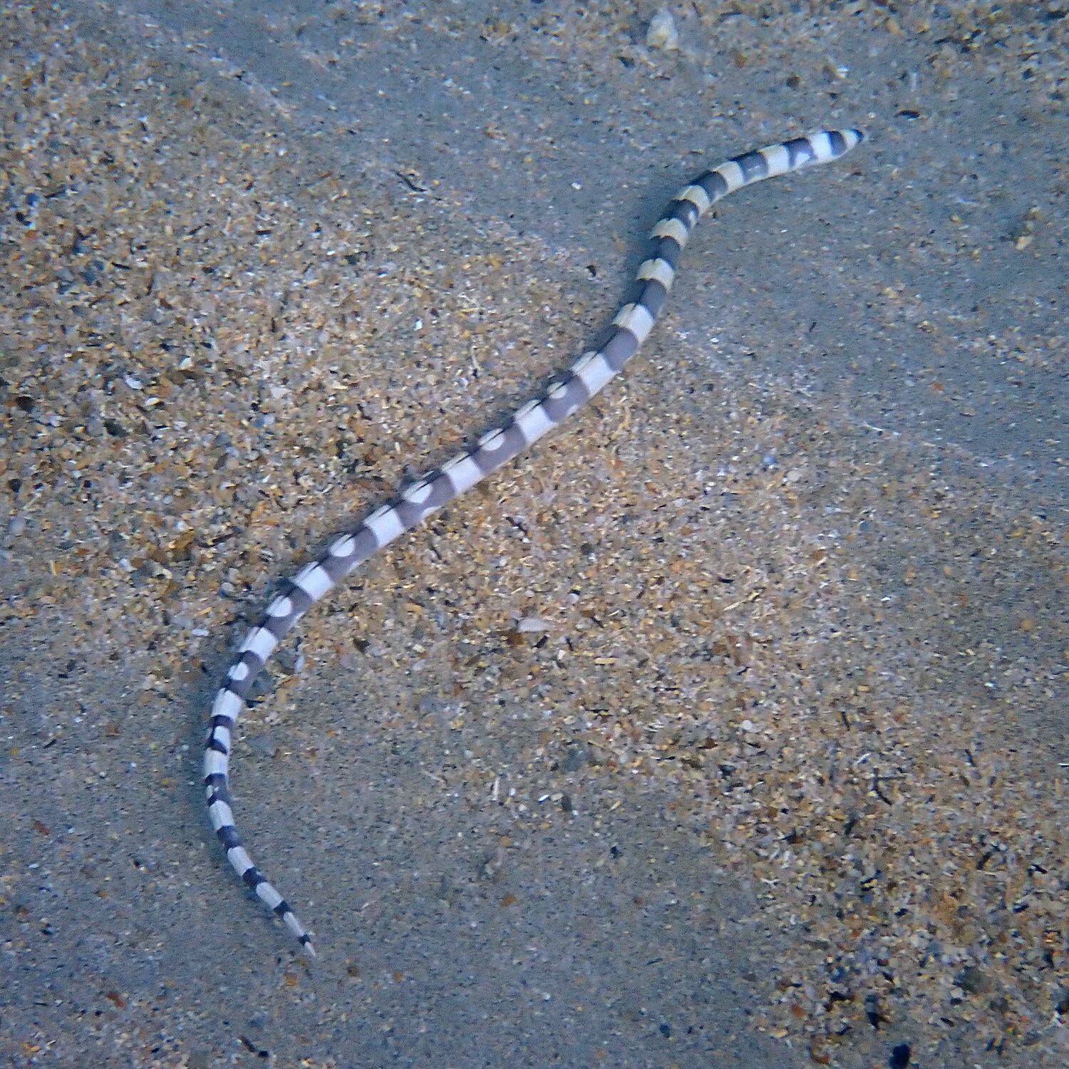 Banded, convict and spotted snake eels - know the difference — Norfolk ...