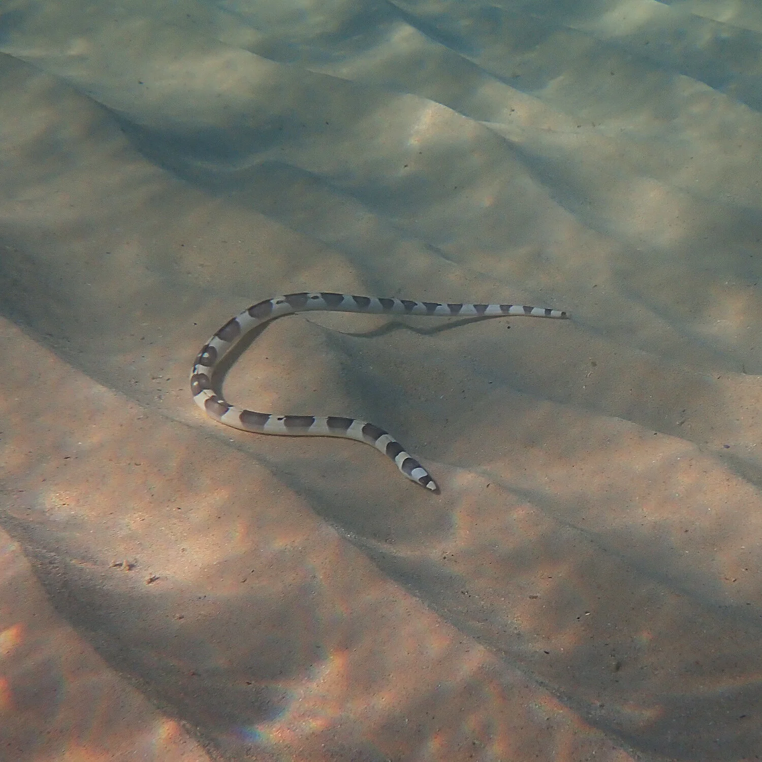 Banded, convict and spotted snake eels - know the difference — Norfolk ...