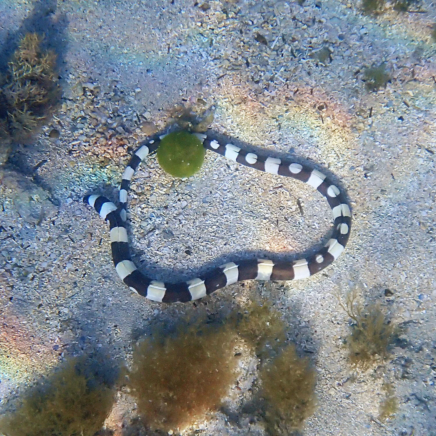 Banded, convict and spotted snake eels - know the difference — Norfolk ...