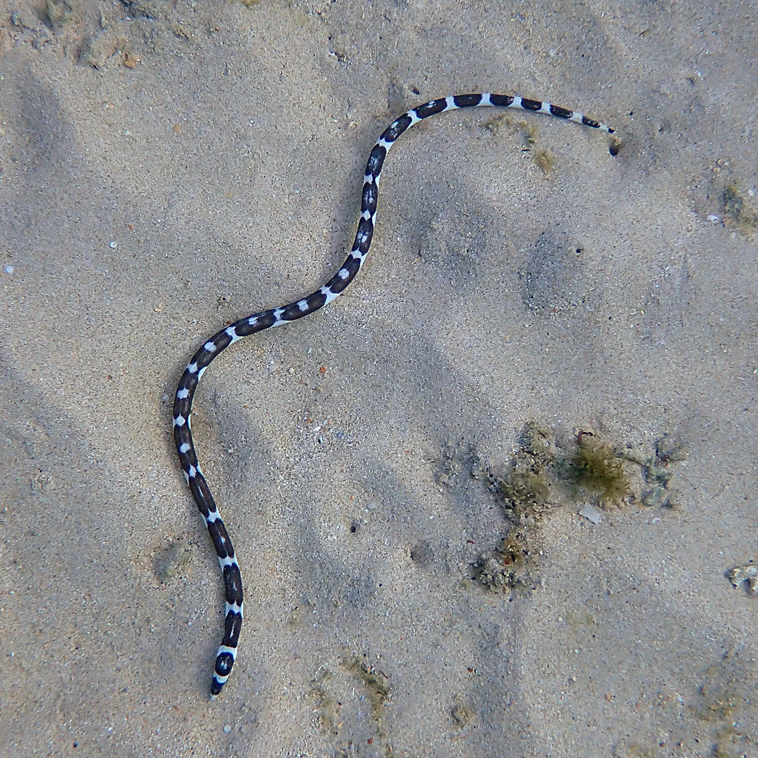 Banded, convict and spotted snake eels - know the difference — Norfolk ...