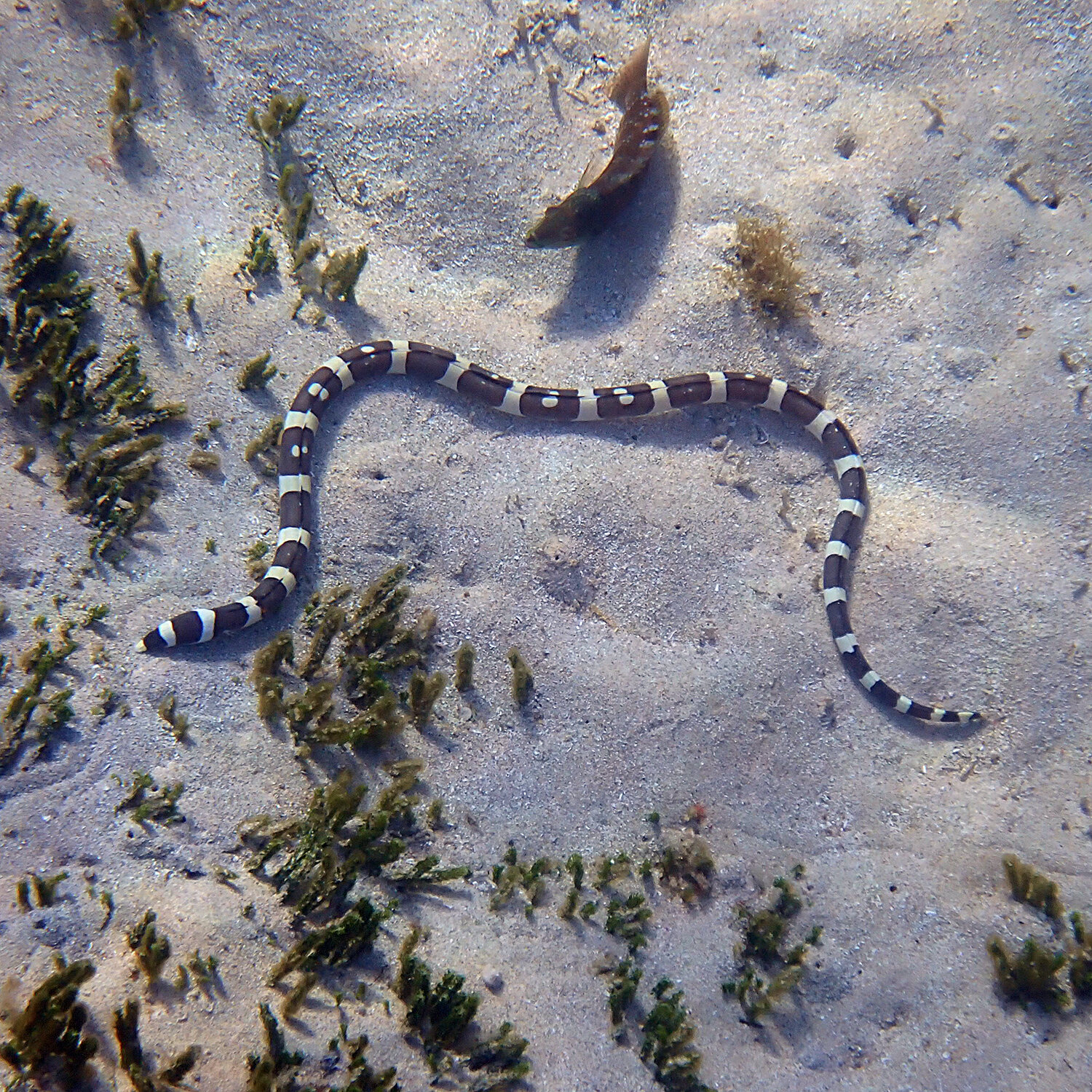 Banded, convict and spotted snake eels - know the difference — Norfolk ...