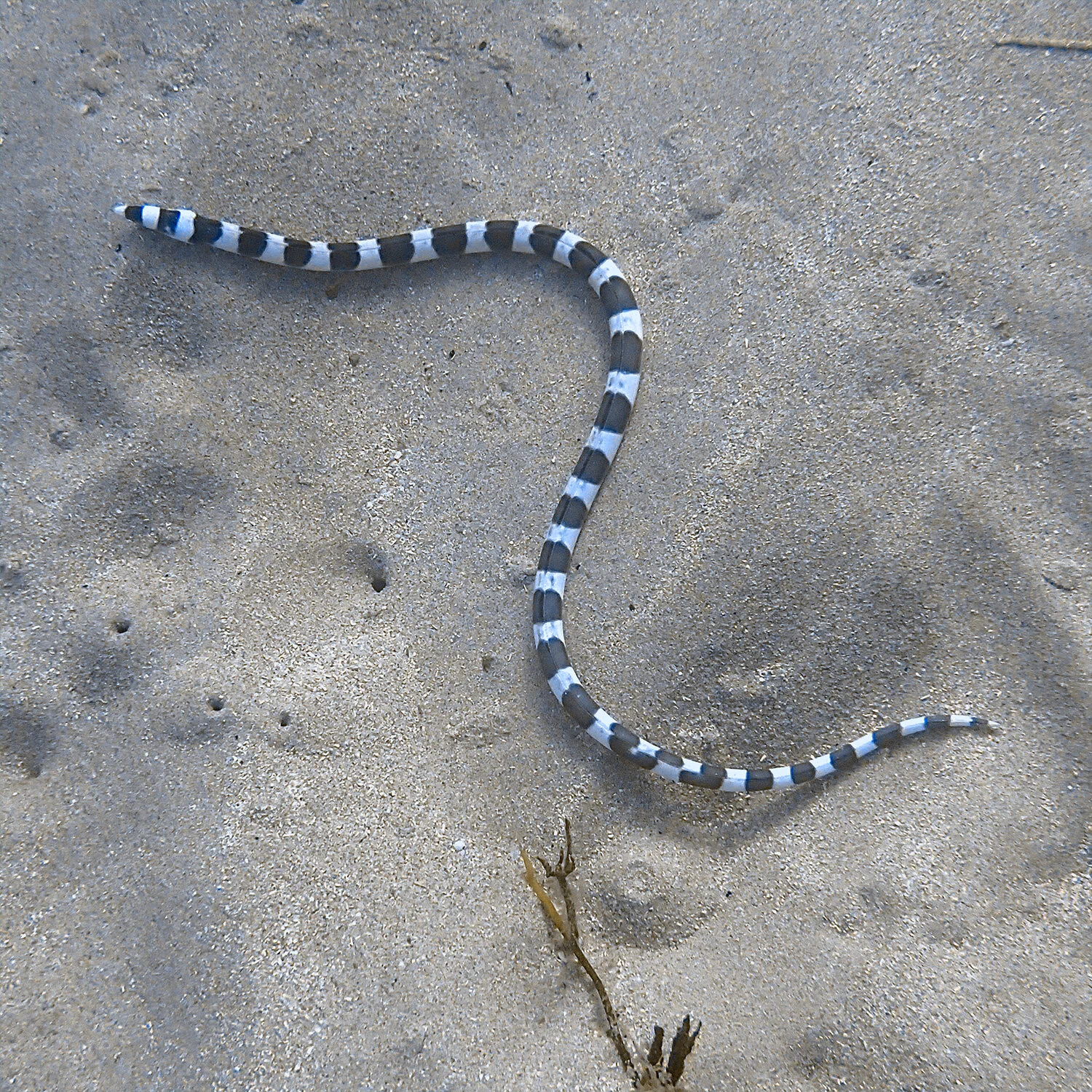 Banded, convict and spotted snake eels - know the difference — Norfolk ...