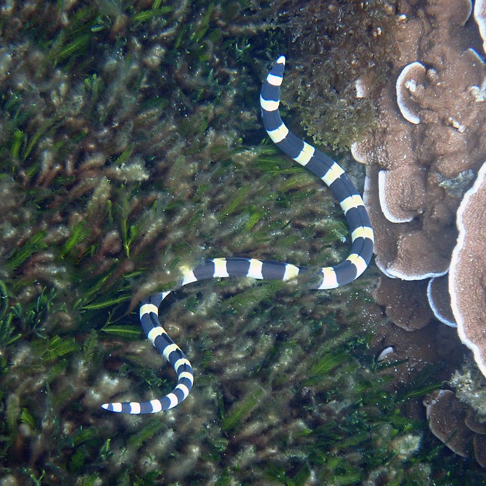 Banded, convict and spotted snake eels - know the difference — Norfolk ...