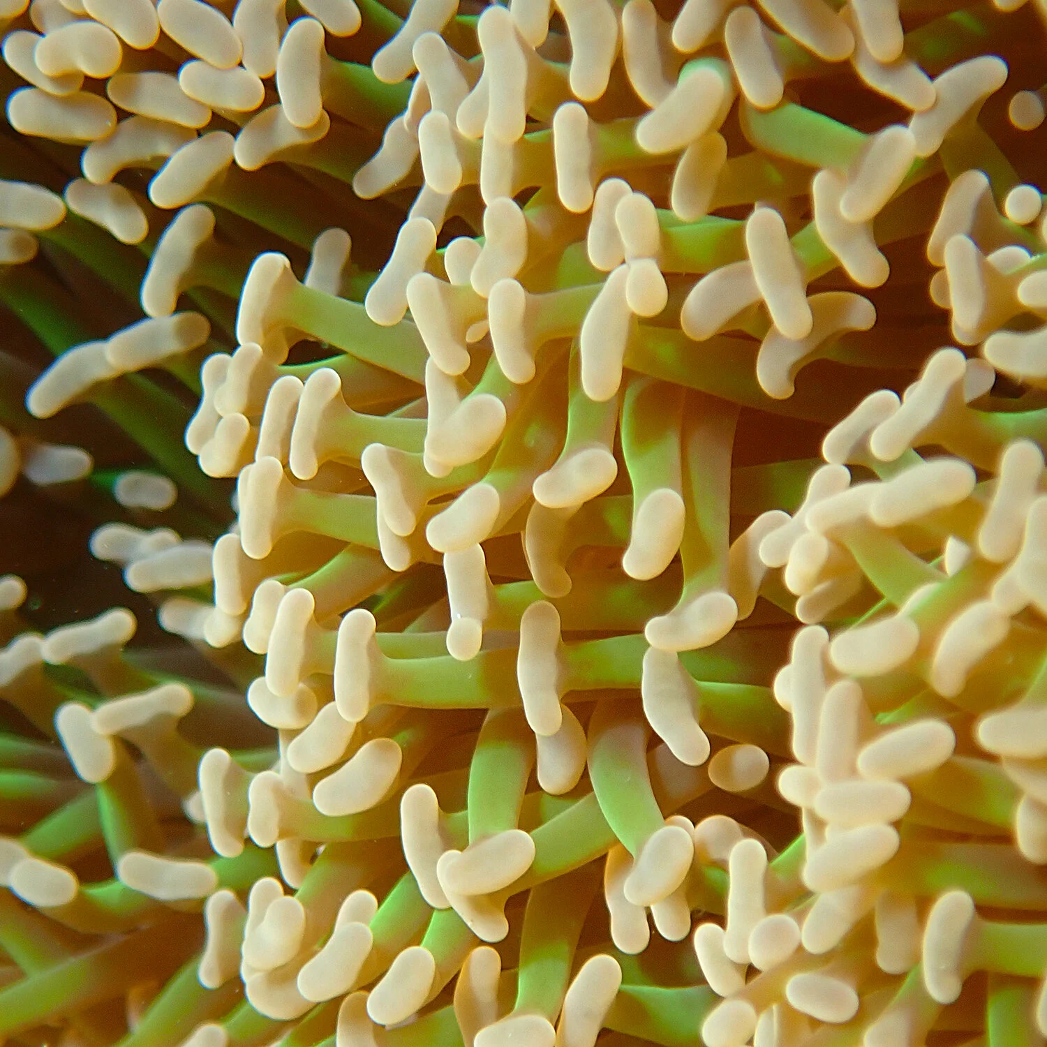 A tale of two corals — Norfolk Island's Reef