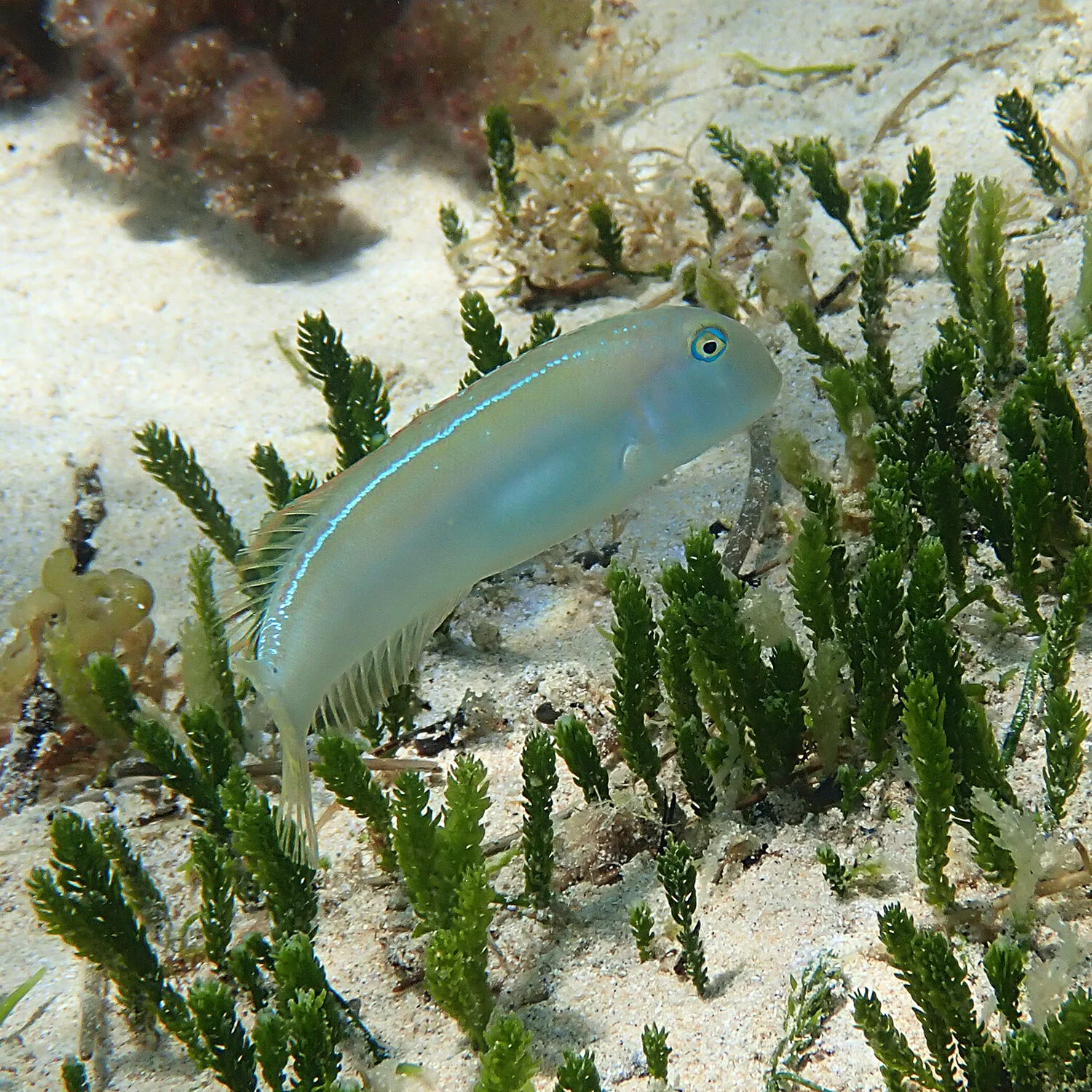 Beneath the waves in Emily Bay, Norfolk Island — Norfolk Island's Reef