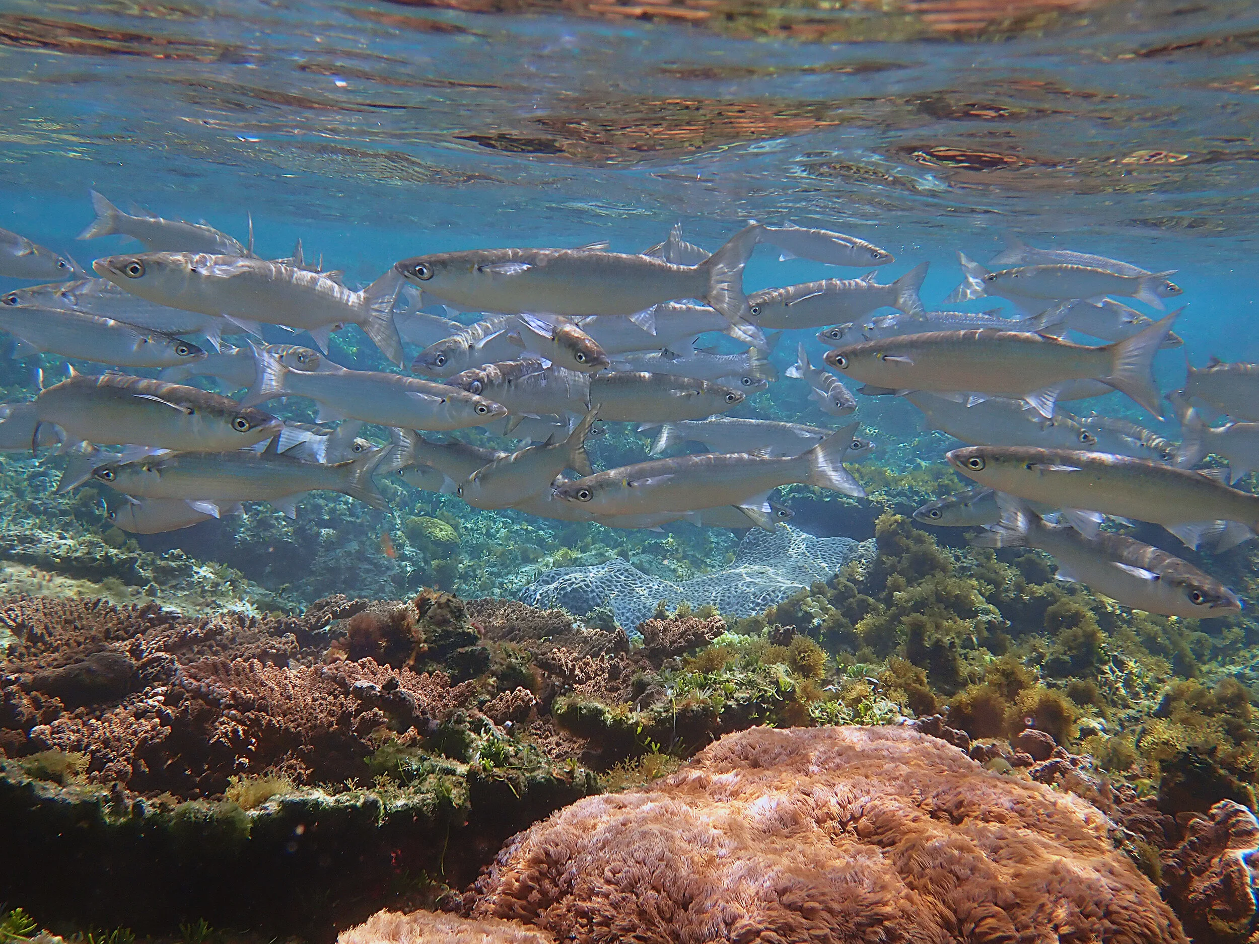 7 September 2021 — Norfolk Island's Reef — Norfolk Island's Reef