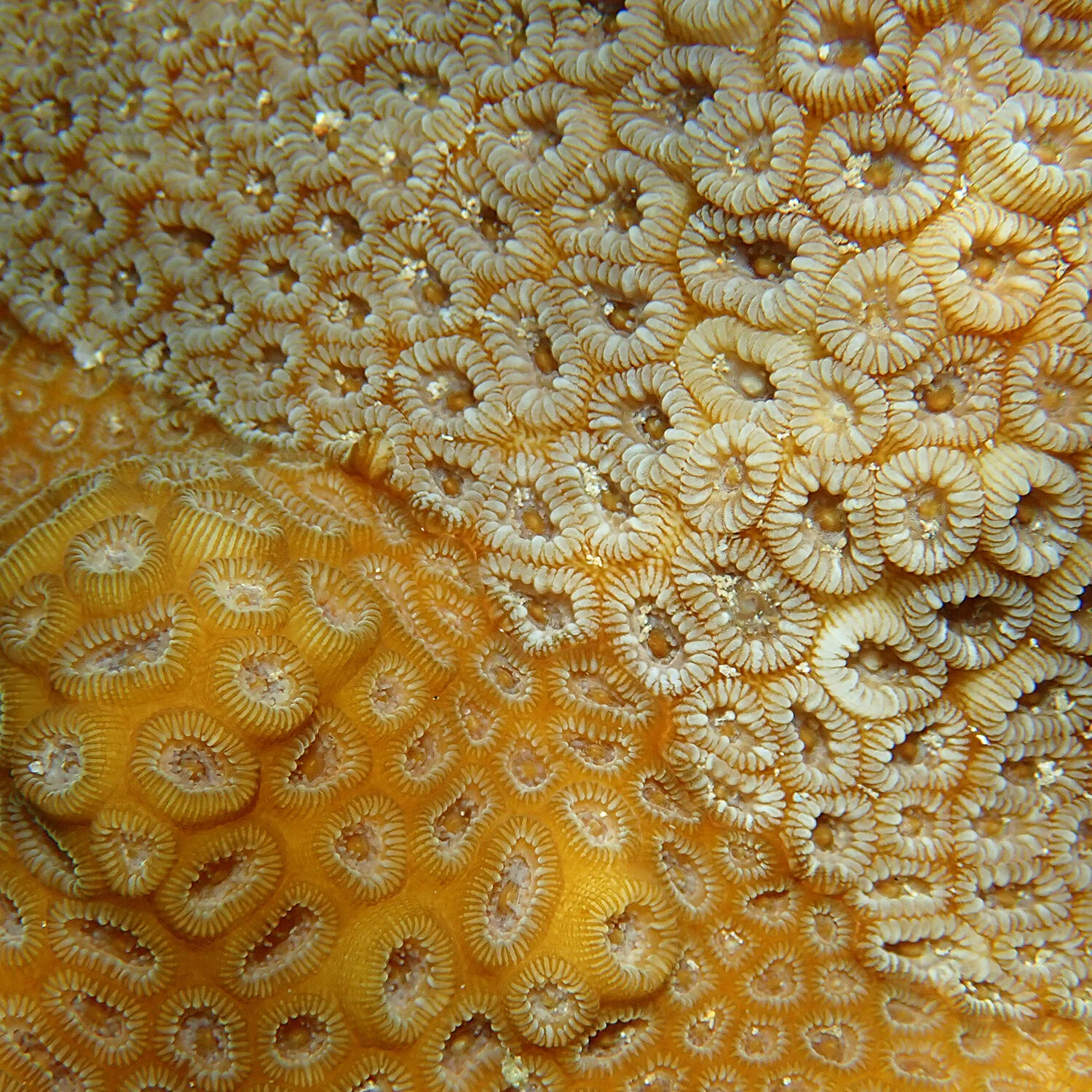 Jockeying for space on the reef — Norfolk Island's Reef