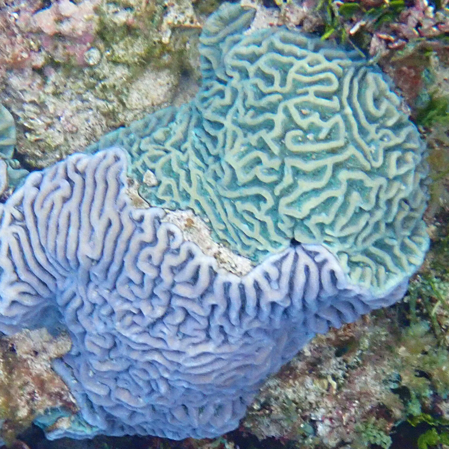 Jockeying for space on the reef — Norfolk Island's Reef
