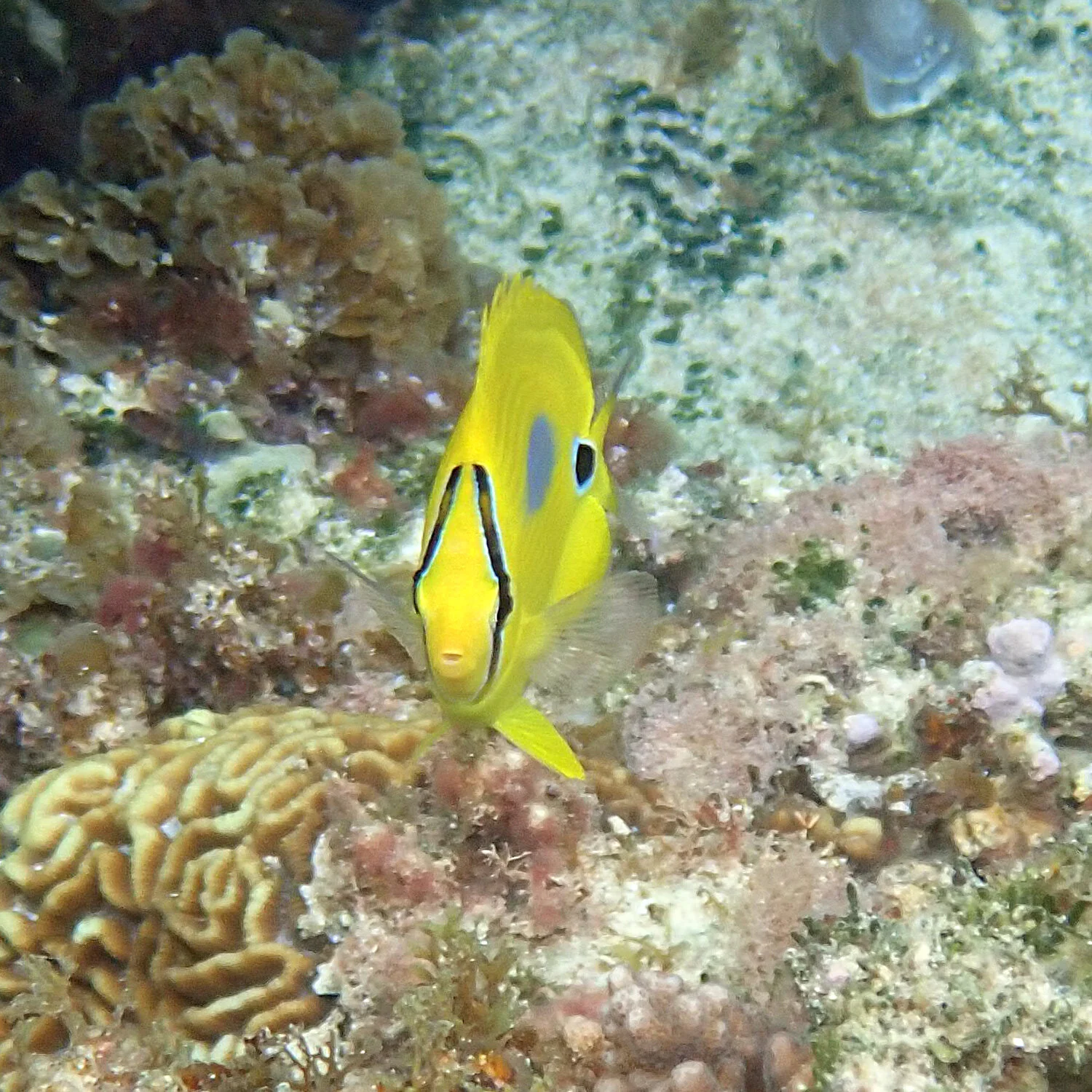 Here's looking at you! — Norfolk Island's Reef
