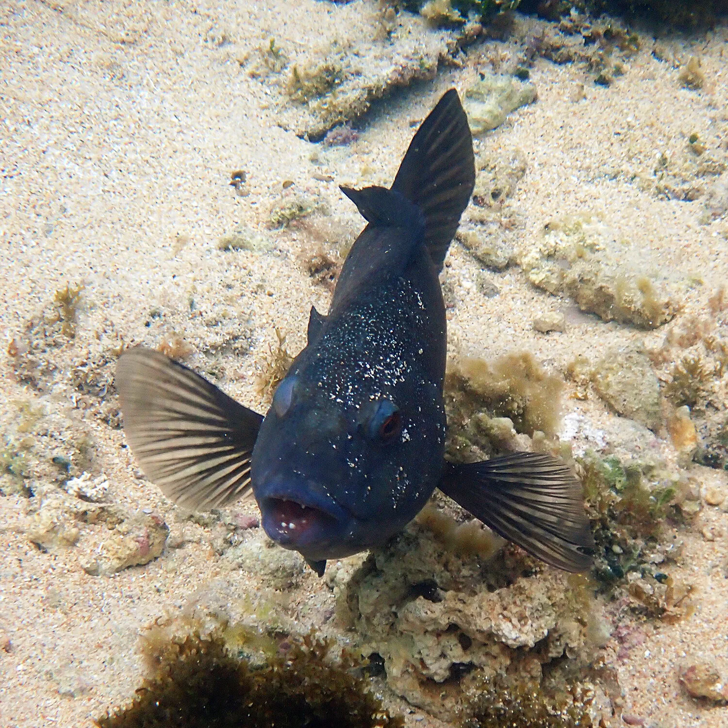 Here's looking at you! — Norfolk Island's Reef