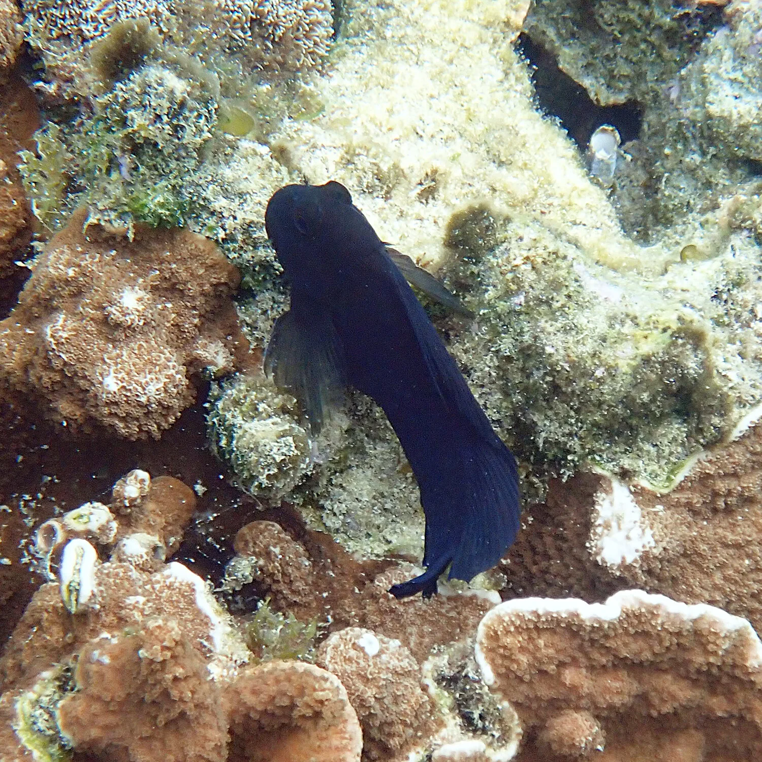 Norfolk Island's Reef Fish